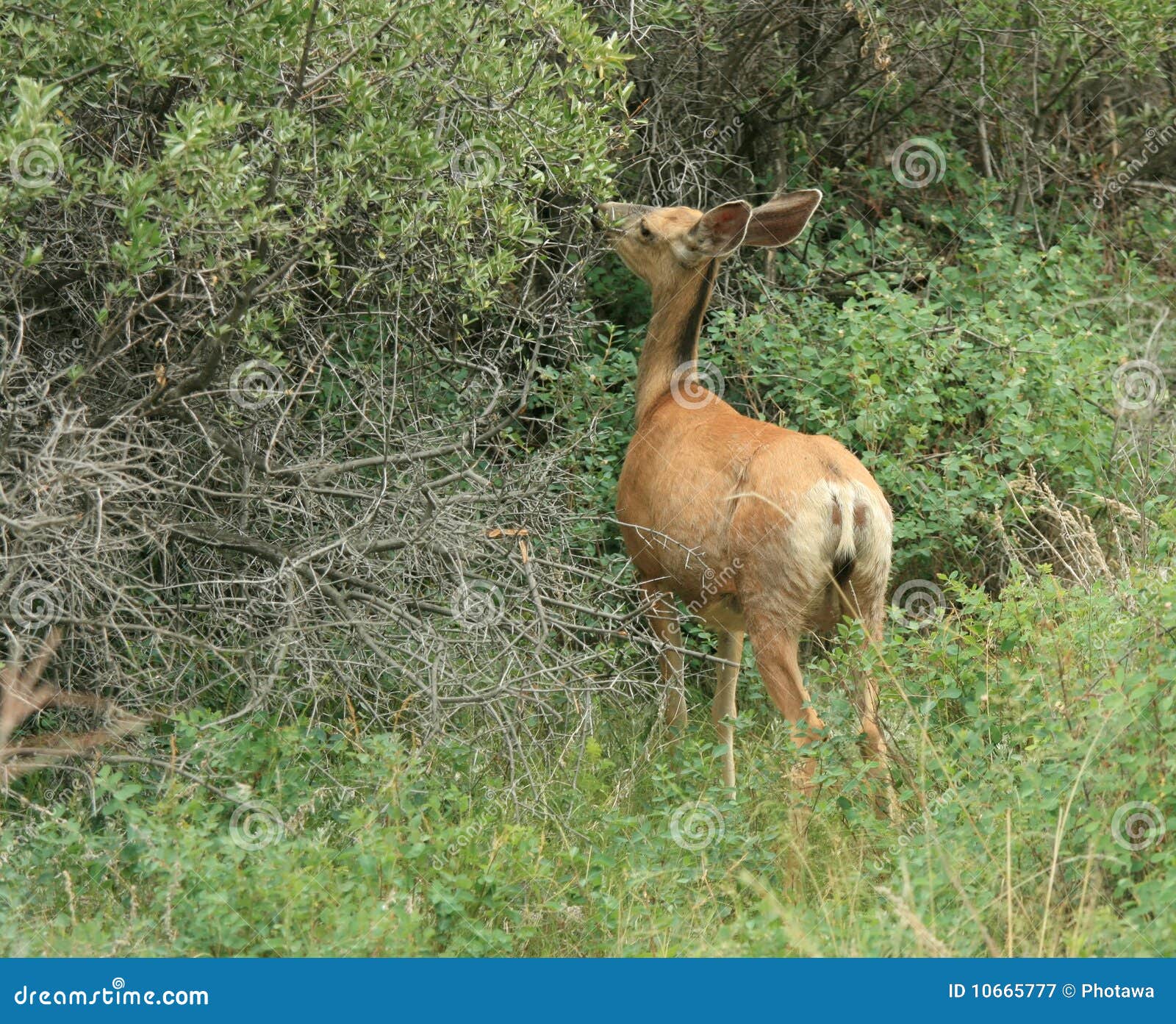Mule Deer Eating Vegetation Stock Image - Image of mule, unesco: 10665777
