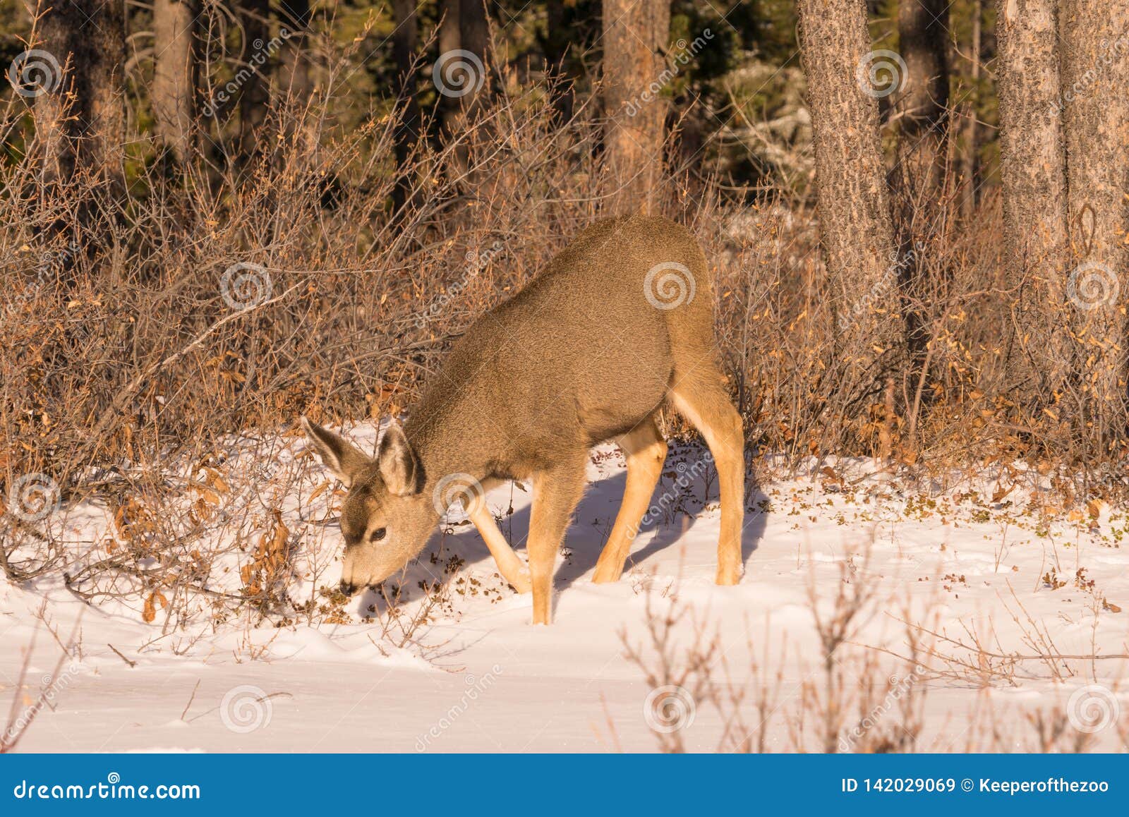 Mule Deer Eating in Winter stock image. Image of woods - 142029069