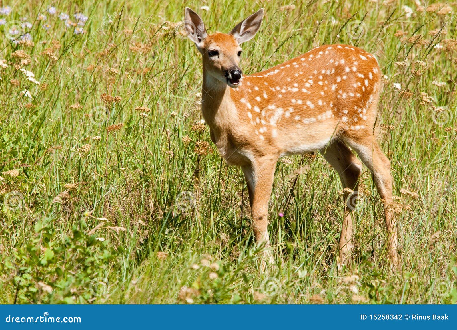 Mule Deer Fawn stock photo. Image of meadow, browse, hemionus - 15258342