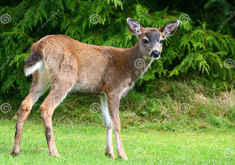 Mule Deer fawn stock image. Image of tailed, alaska, fawn - 20384287
