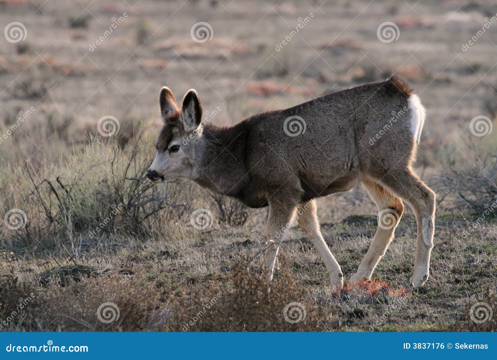 Mule deer fawn stock photo. Image of gray, grassland, fawns - 3837176