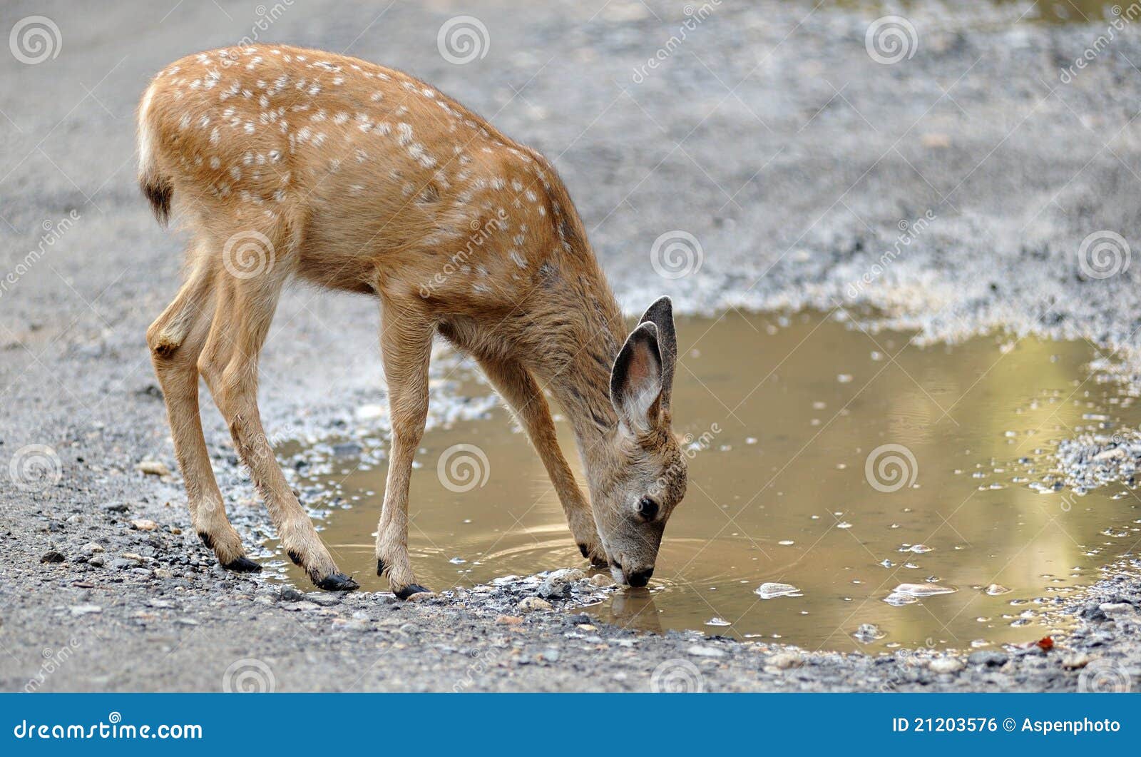 Mule Deer Fawn Drinking from Puddle Stock Photo - Image of rain, puddle ...