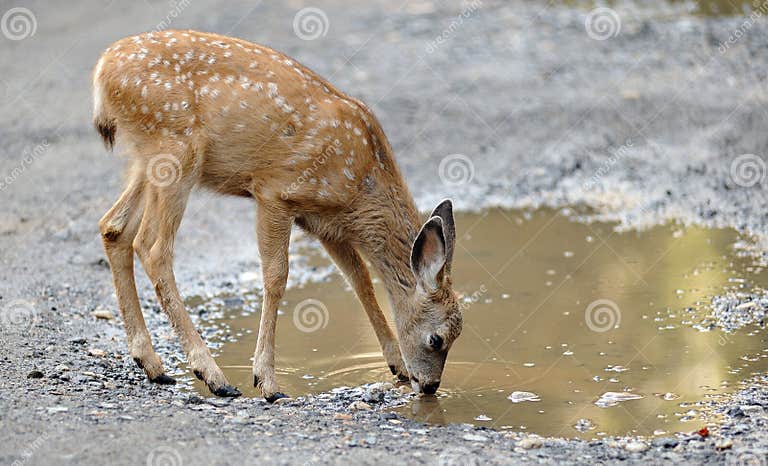 Mule Deer Fawn Drinking from Puddle Stock Photo - Image of rain, puddle ...