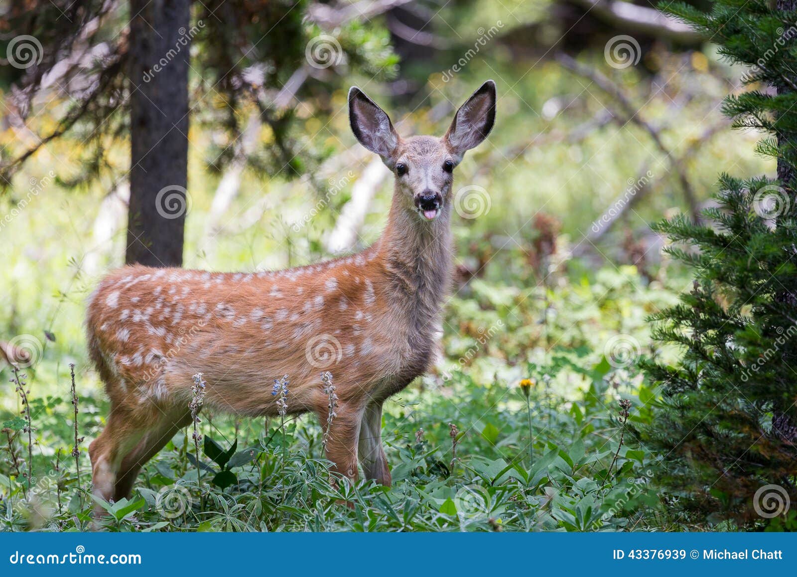 Mule Deer Fawn stock image. Image of montana, large, horizon - 43376939