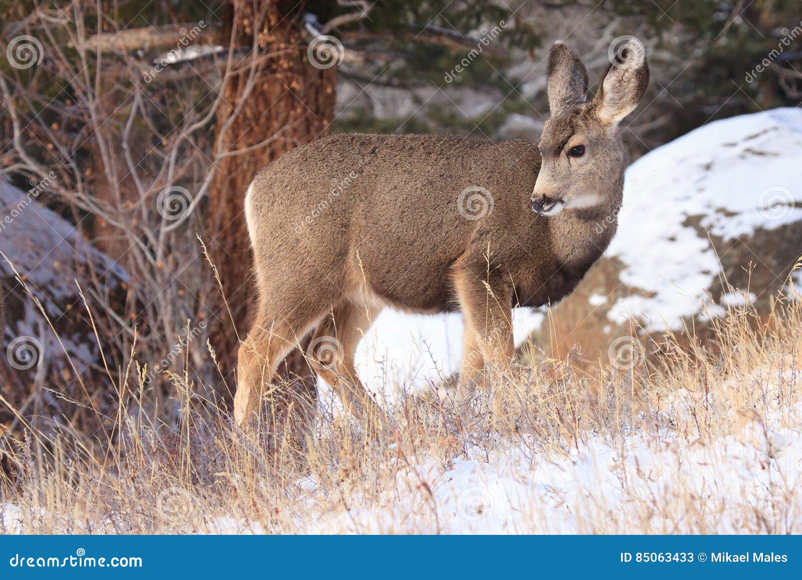Mule deer fawn stock image. Image of young, winter, snow - 85063433