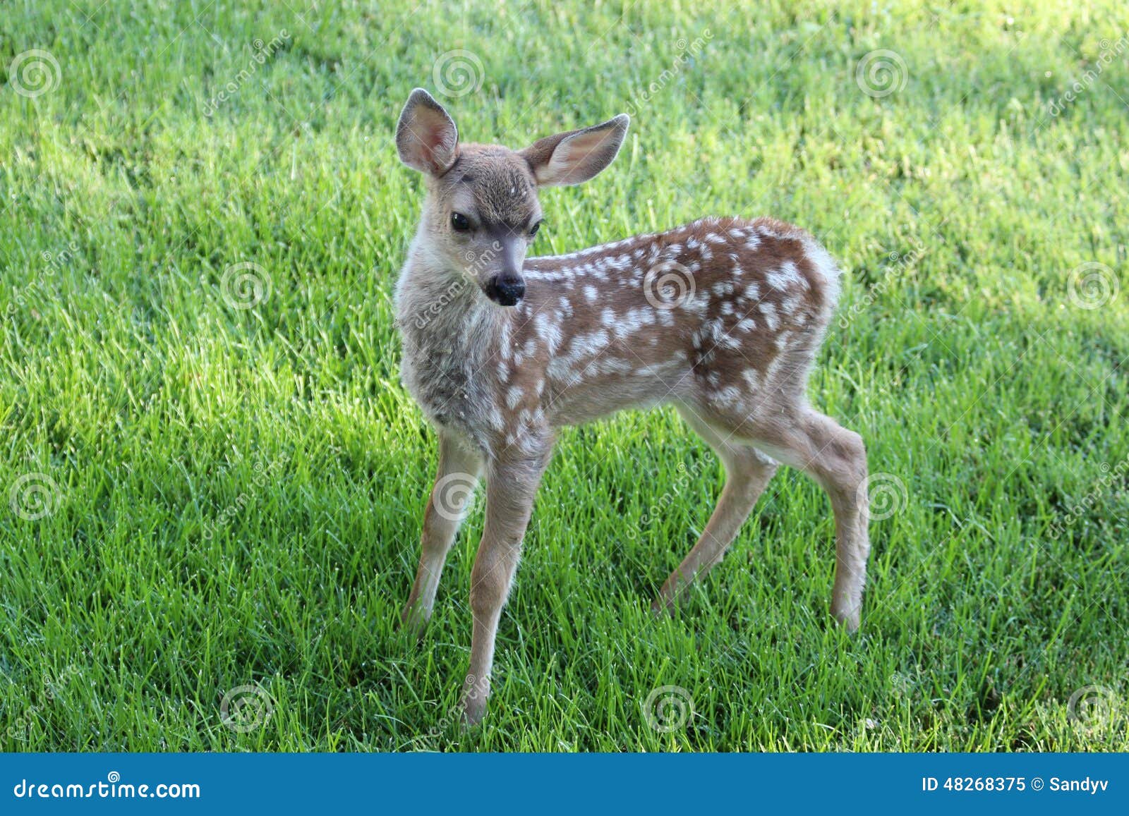 Mule deer fawn stock image. Image of wildlife, summer - 48268375