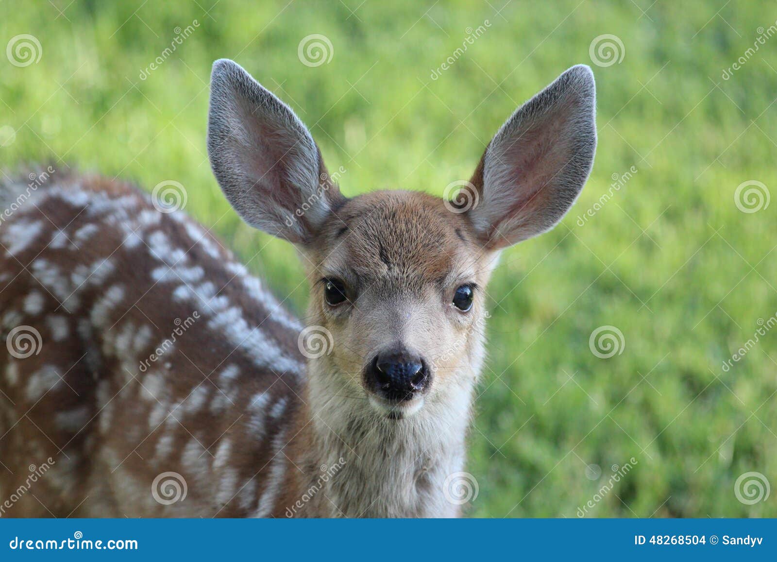 Mule deer fawn stock photo. Image of nature, walks, young - 48268504