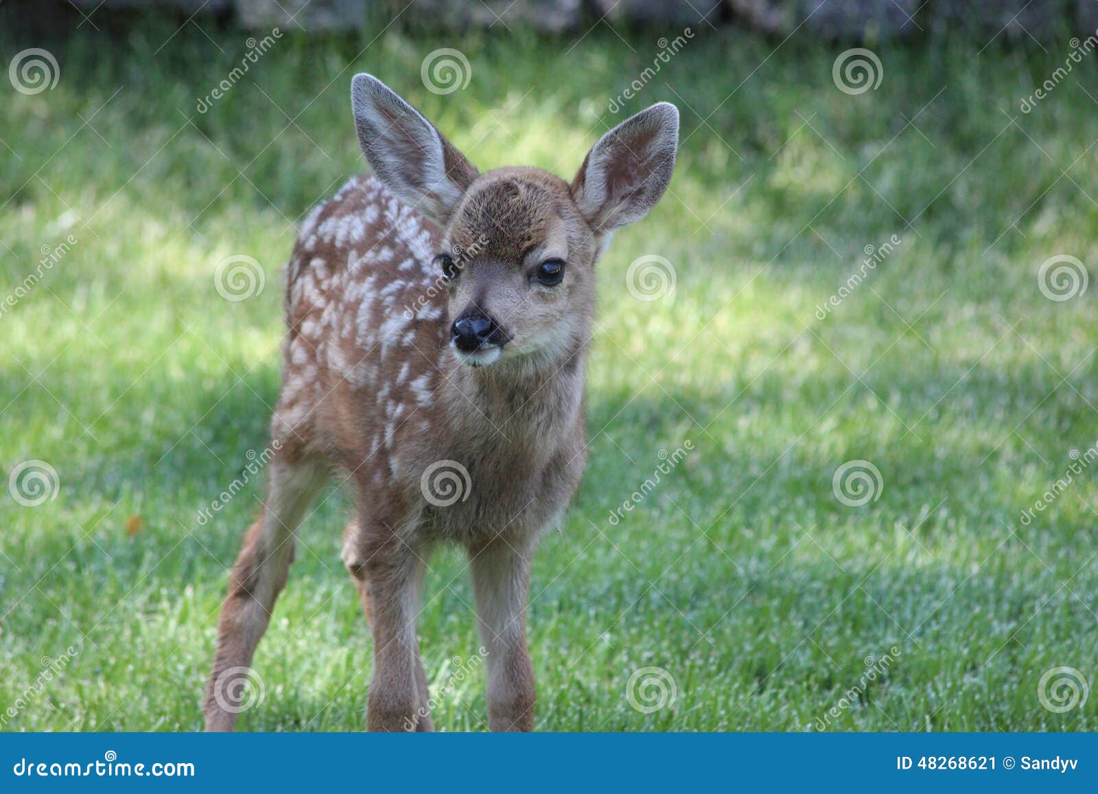 Mule deer fawn stock image. Image of mammal, walks, spots - 48268621
