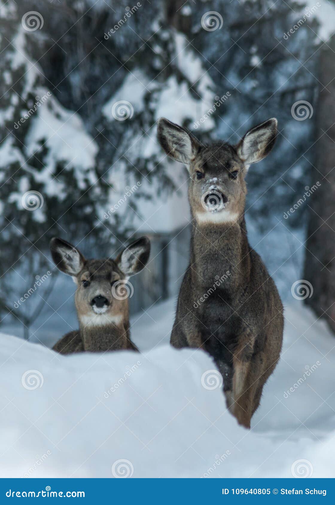 Mule Deer Fawns in Winter stock image. Image of winter - 109640805