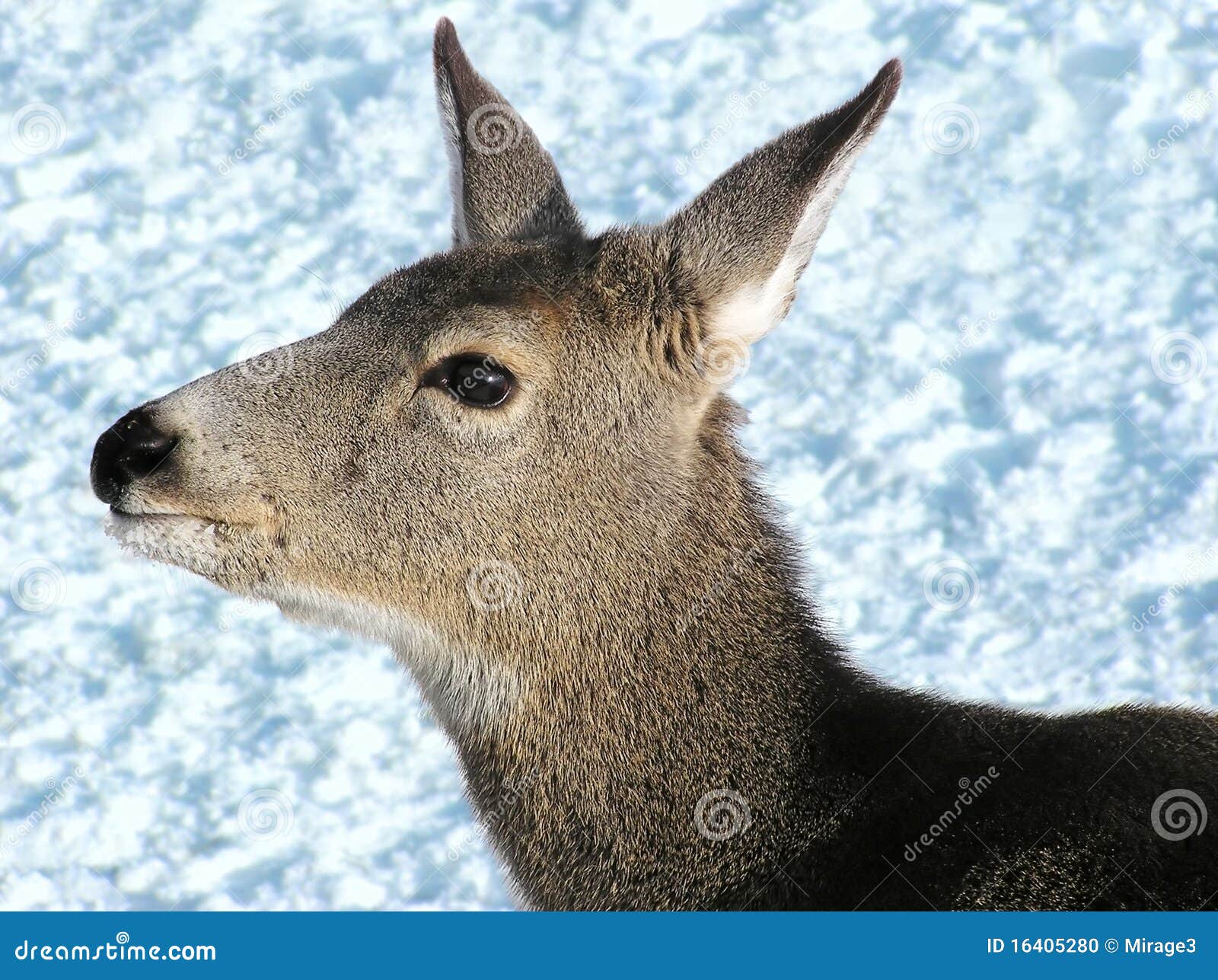 Mule deer female close up stock photo. Image of close - 16405280