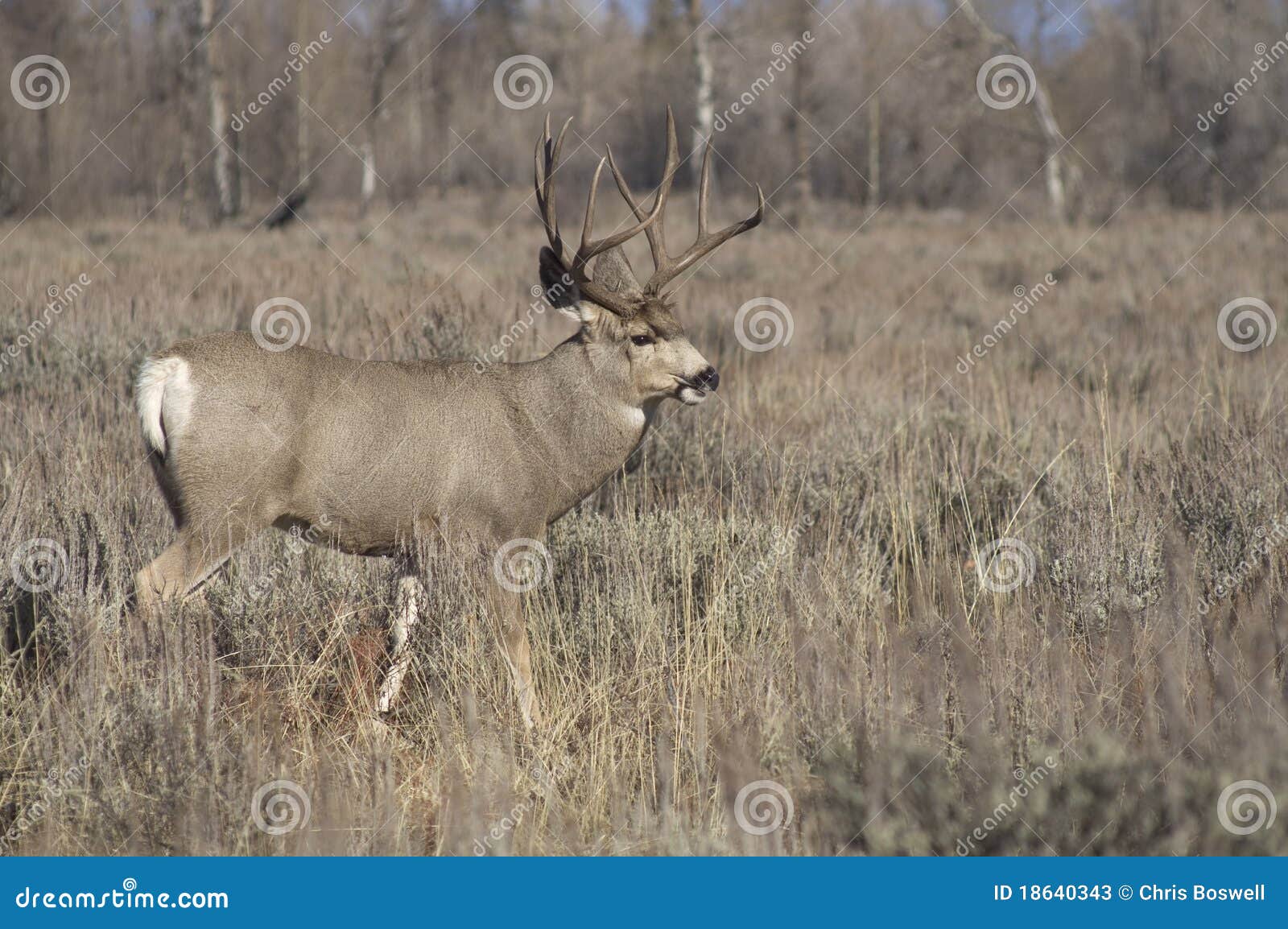 Mule Deer Buck Field Wyoming Native Wildlife Stock Image - Image of ...