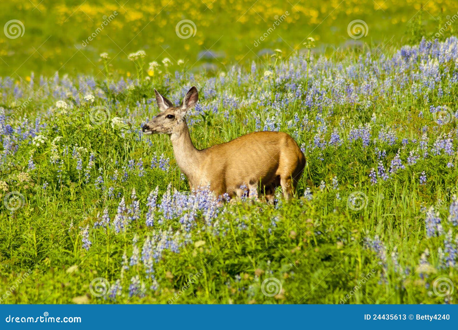 Mule Deer In A Field Of Flowers Stock Image - Image of deer, mule: 24435613