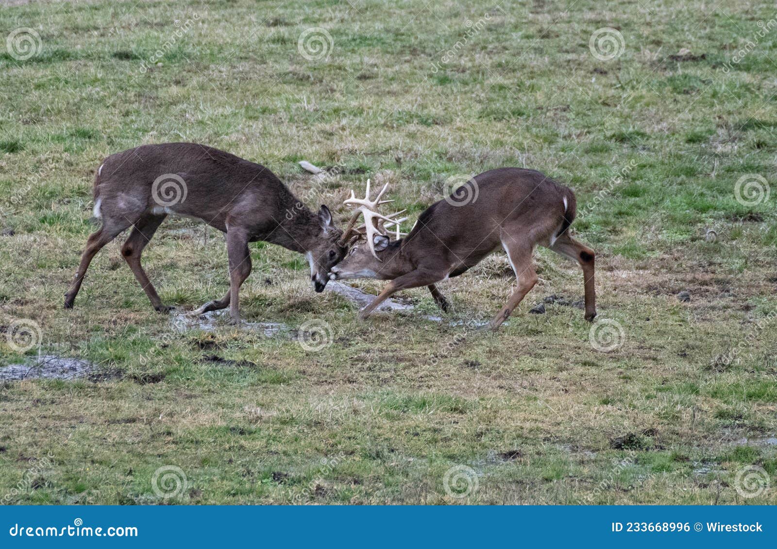 Mule Deer Fighting in the Wilderness Stock Photo - Image of outdoors ...