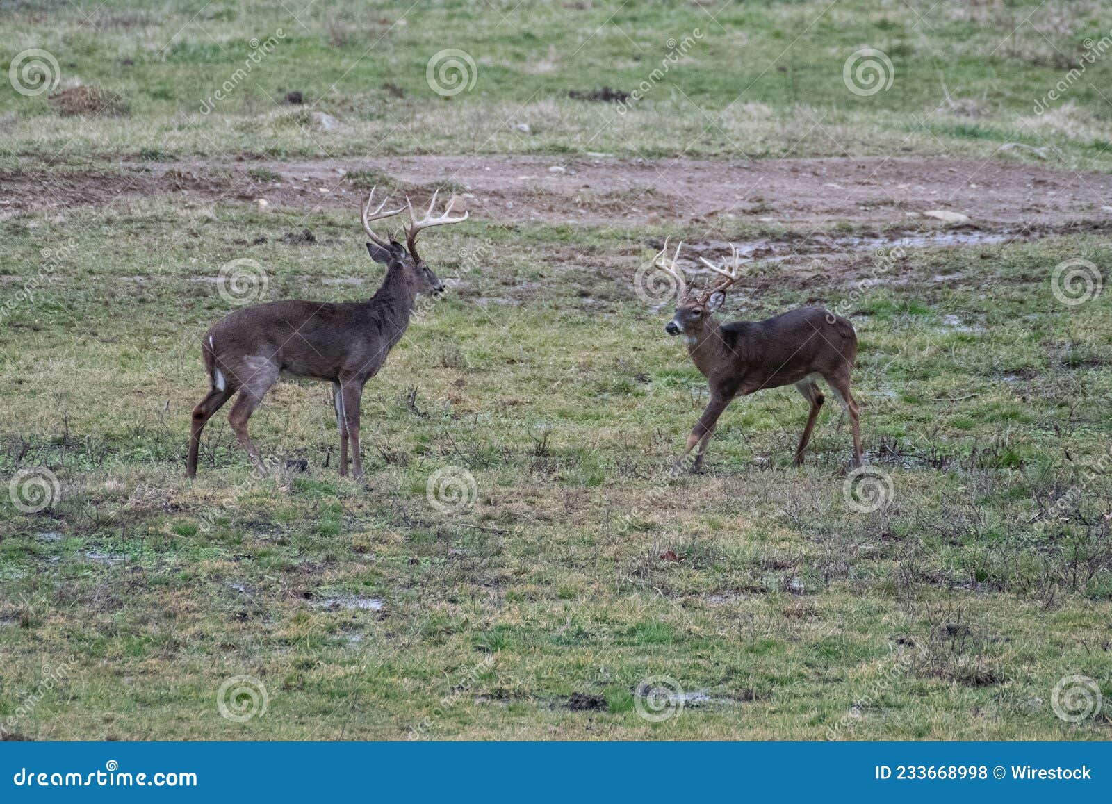 Mule Deer Fighting in the Wilderness Stock Photo - Image of deer ...