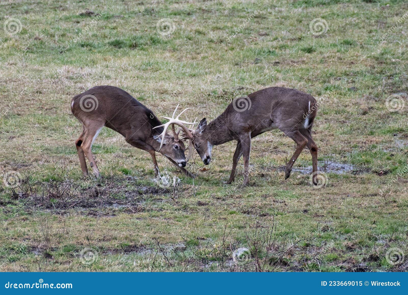 Mule Deer Fighting in the Wilderness Stock Image - Image of deer ...
