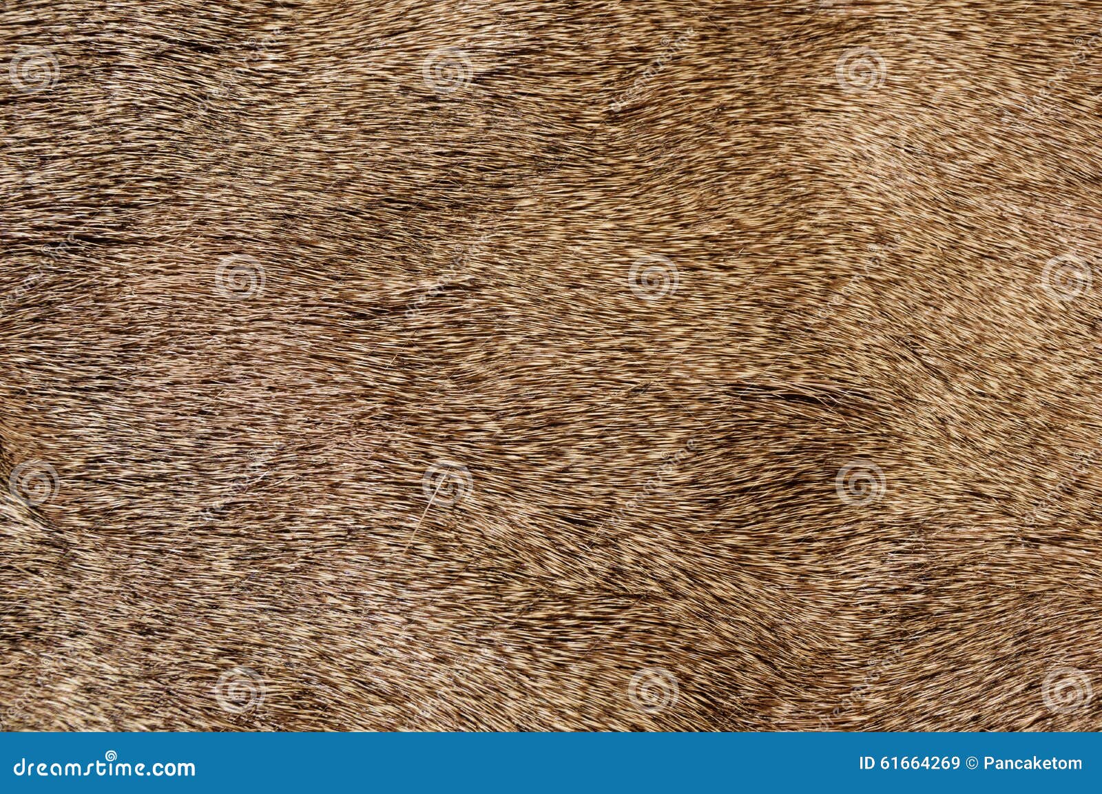 Mule Deer Fur stock image. Image of mule, odocoileus - 61664269
