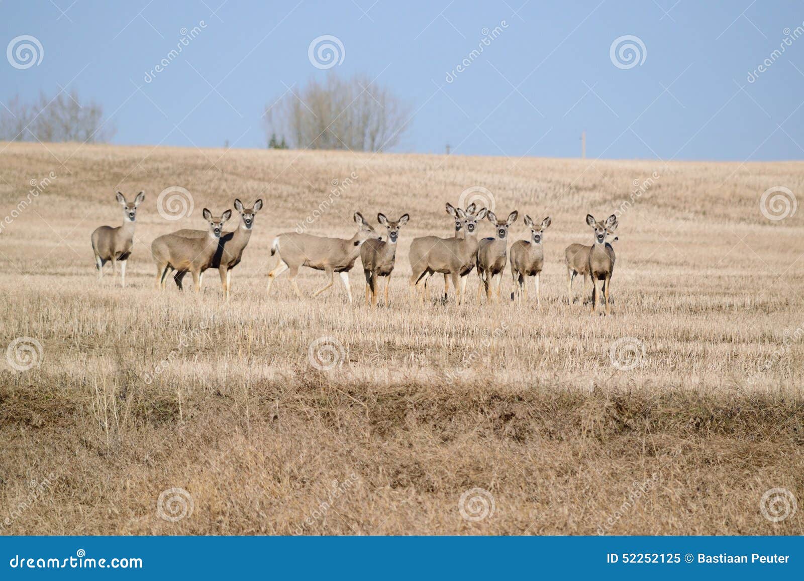 A group of Mule Deer stock image. Image of pensively - 52252125
