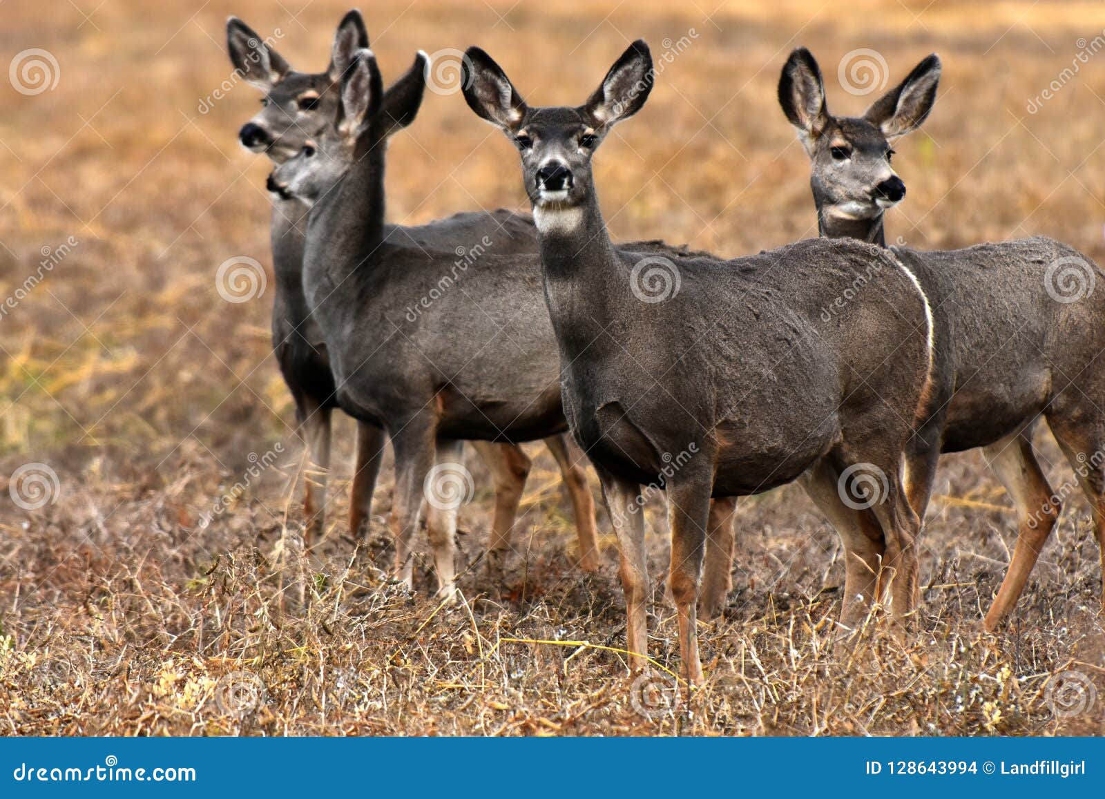 Mule Deer Herd stock photo. Image of mammal, male, rural - 128643994