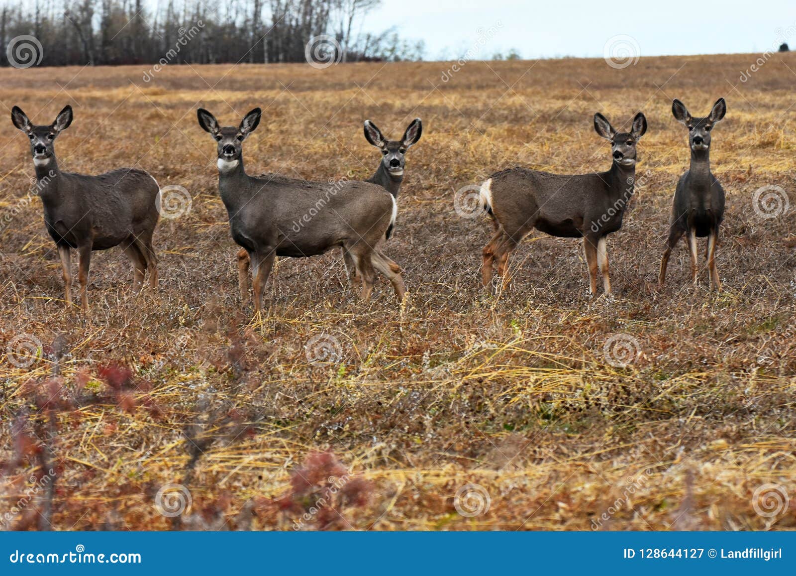 Mule Deer Herd stock image. Image of mammal, autumn - 128644127