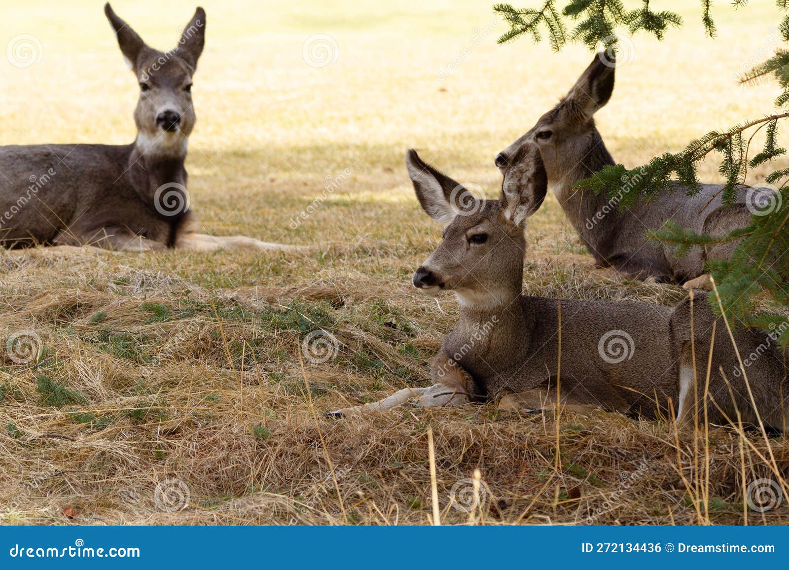 Mule Deer are Laying in the Dry Grass Under Tree in Spring Stock Photo ...