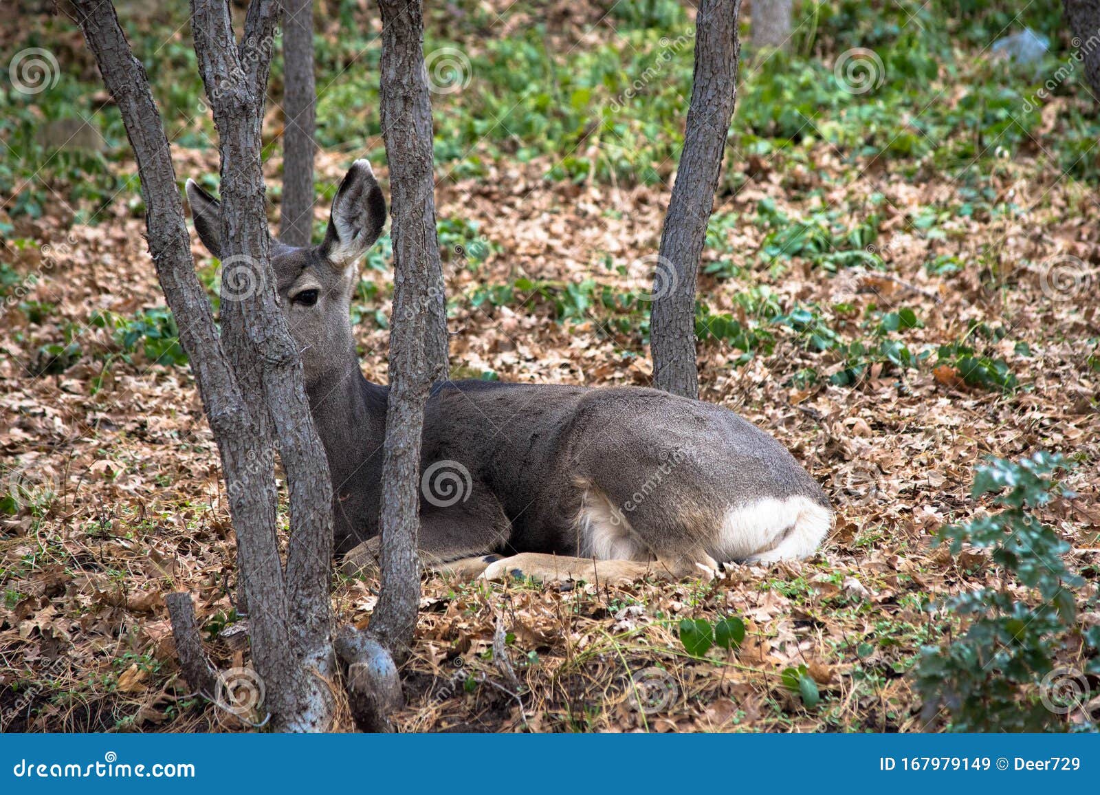 Mule deer laying in trees stock image. Image of rural - 167979149