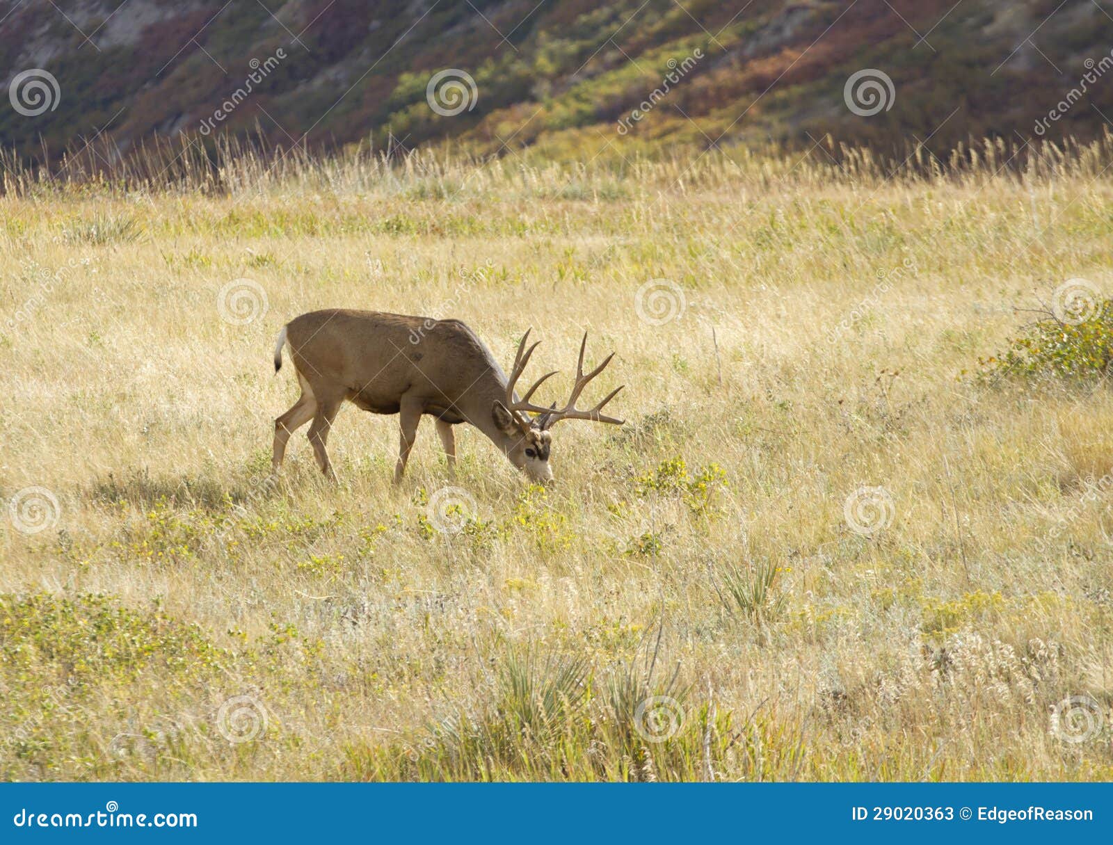Mule Deer in Meadow stock image. Image of wilderness - 29020363