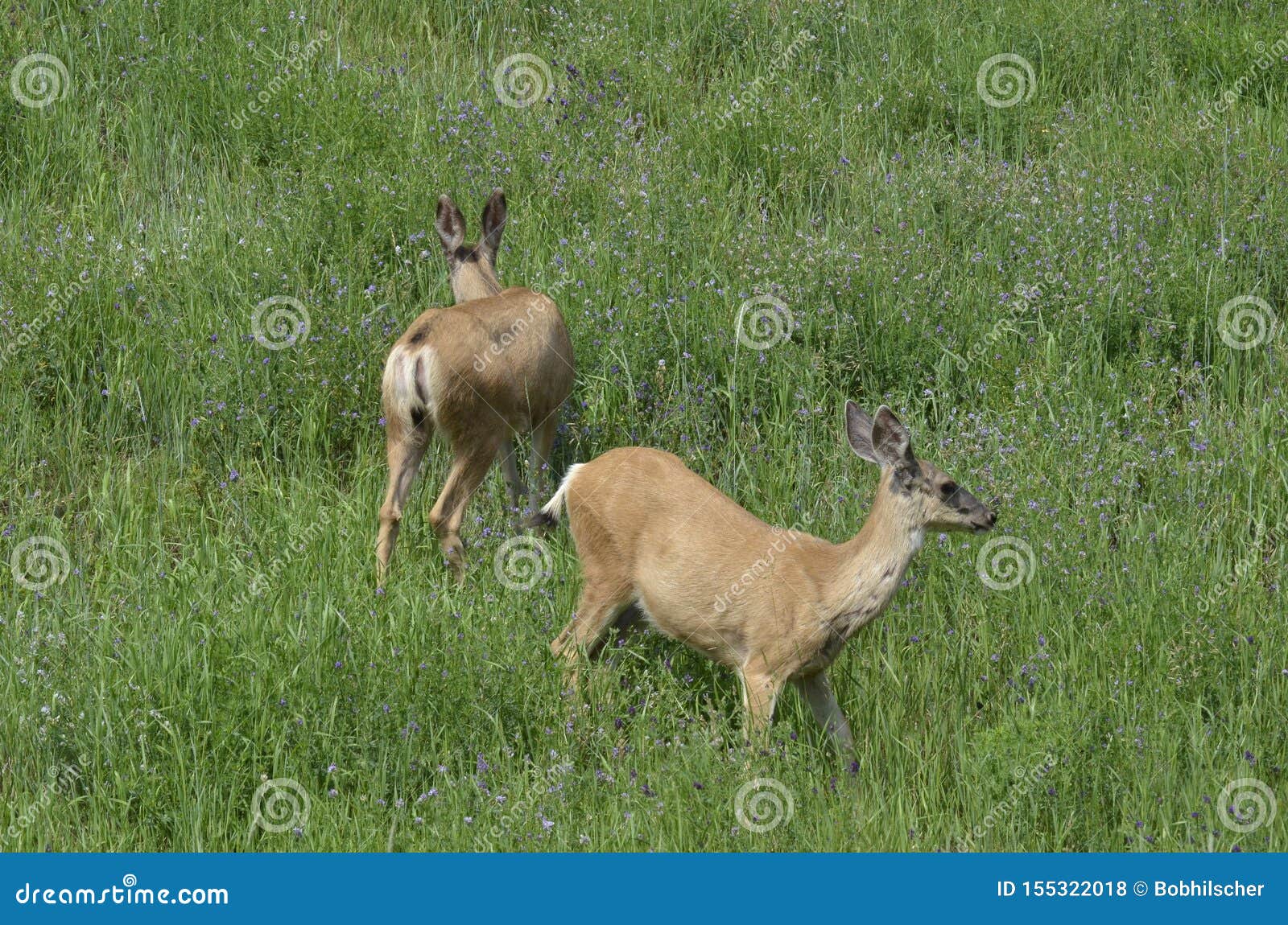 Mule deer in meadow stock photo. Image of camera, wild - 155322018