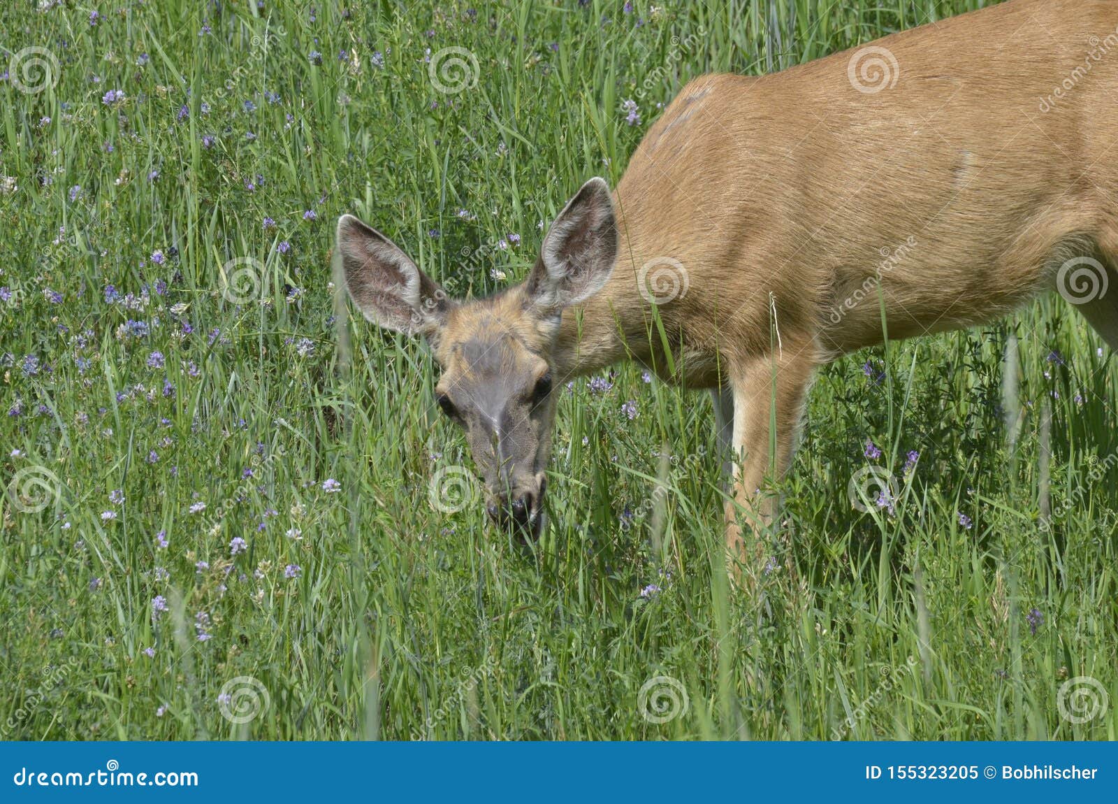 Mule deer in meadow stock image. Image of wildlife, looking - 155323205
