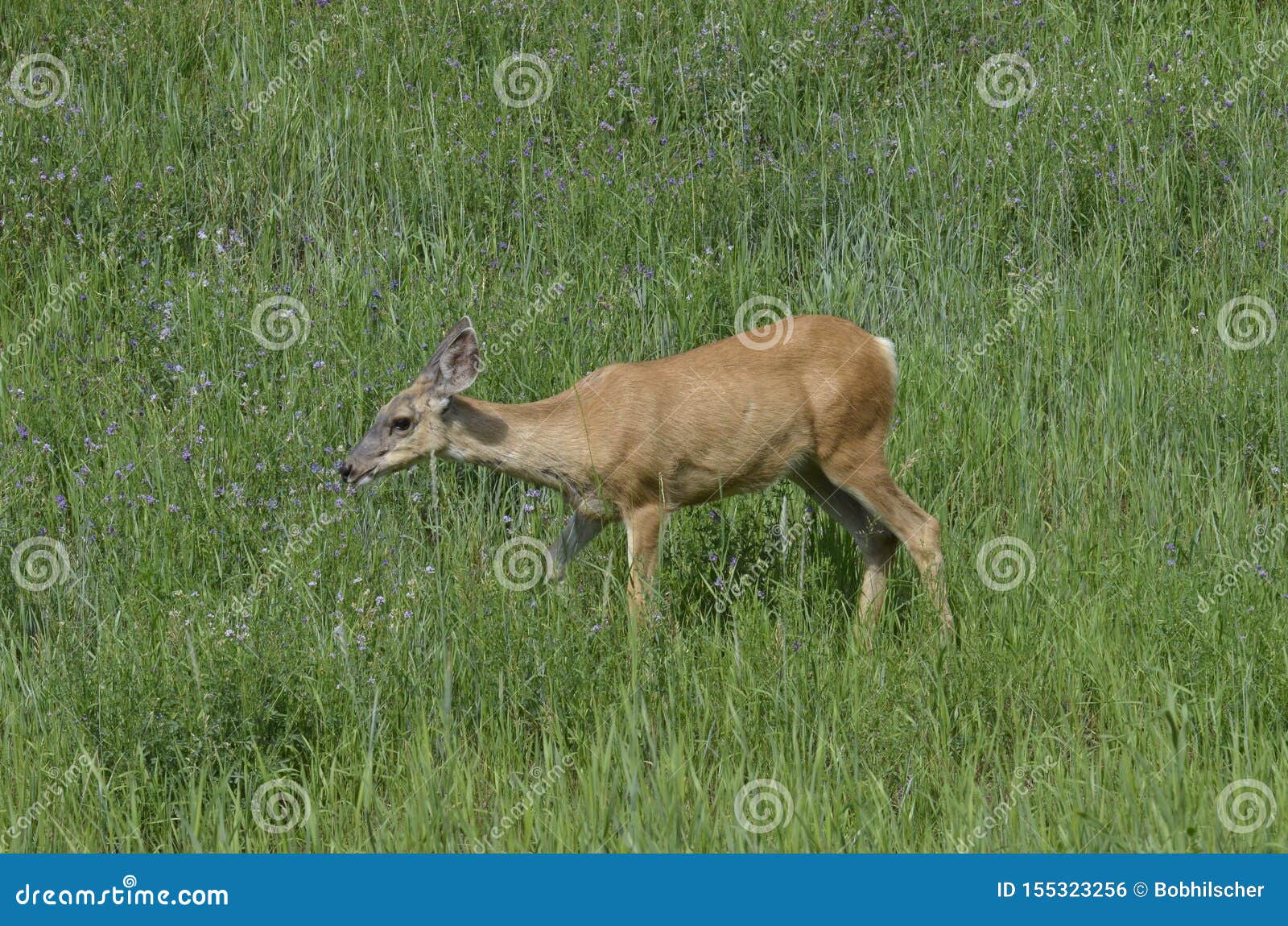 Mule deer in meadow stock photo. Image of meadow, mule - 155323256