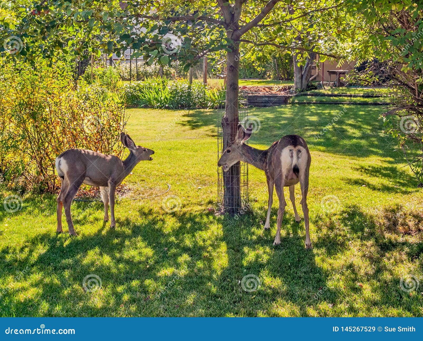 Mule Deer Mother and Young One Stock Image - Image of animals, sunlight ...