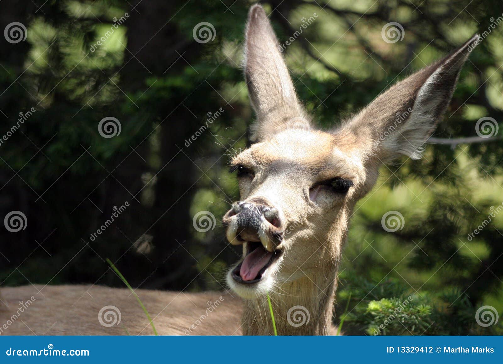 Mule Deer, Odocoileus Hemionus Stock Photo - Image of odocoileus ...