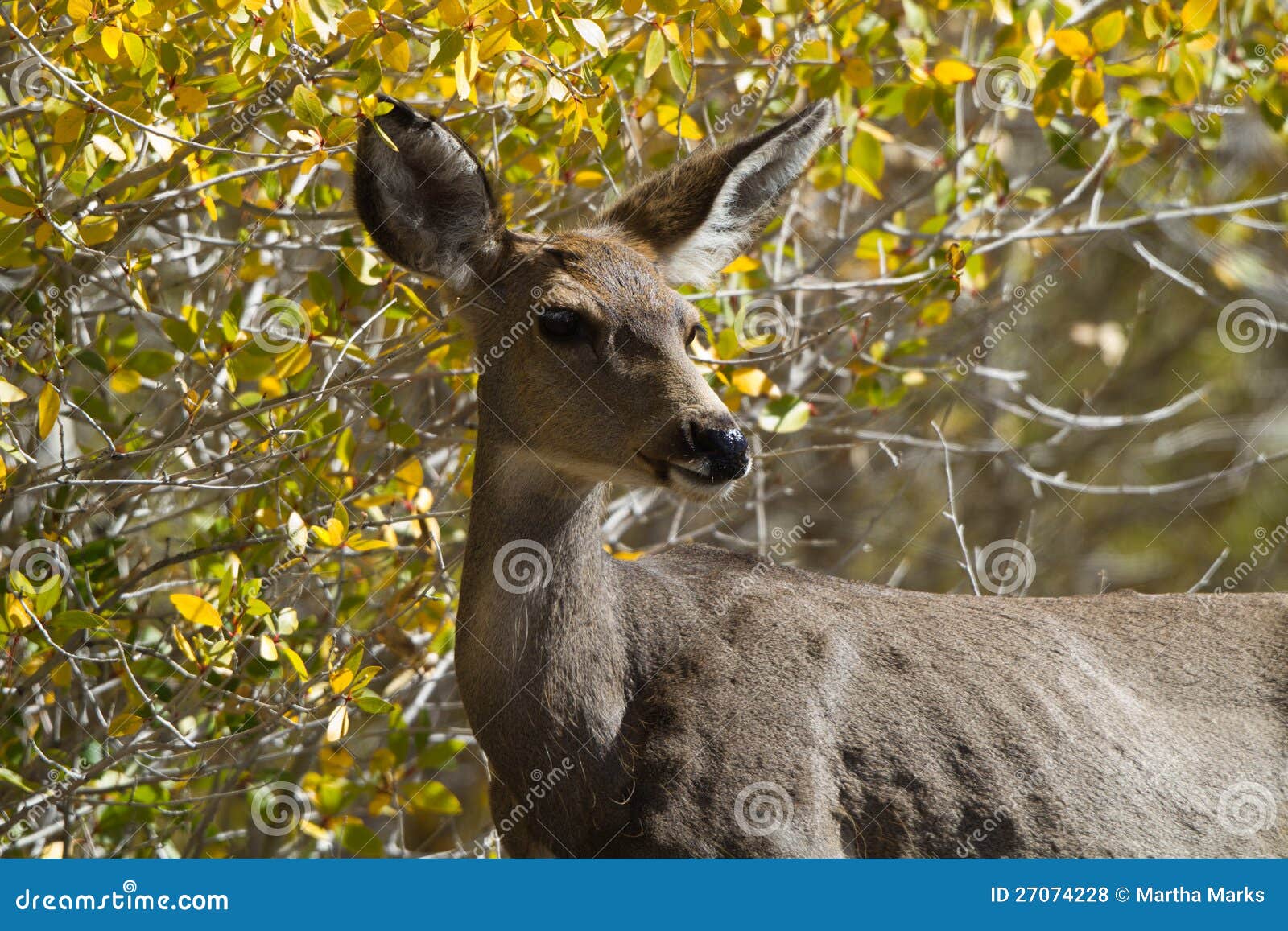 Mule Deer, Odocoileus Hemionus Stock Photo - Image of animal, profile ...
