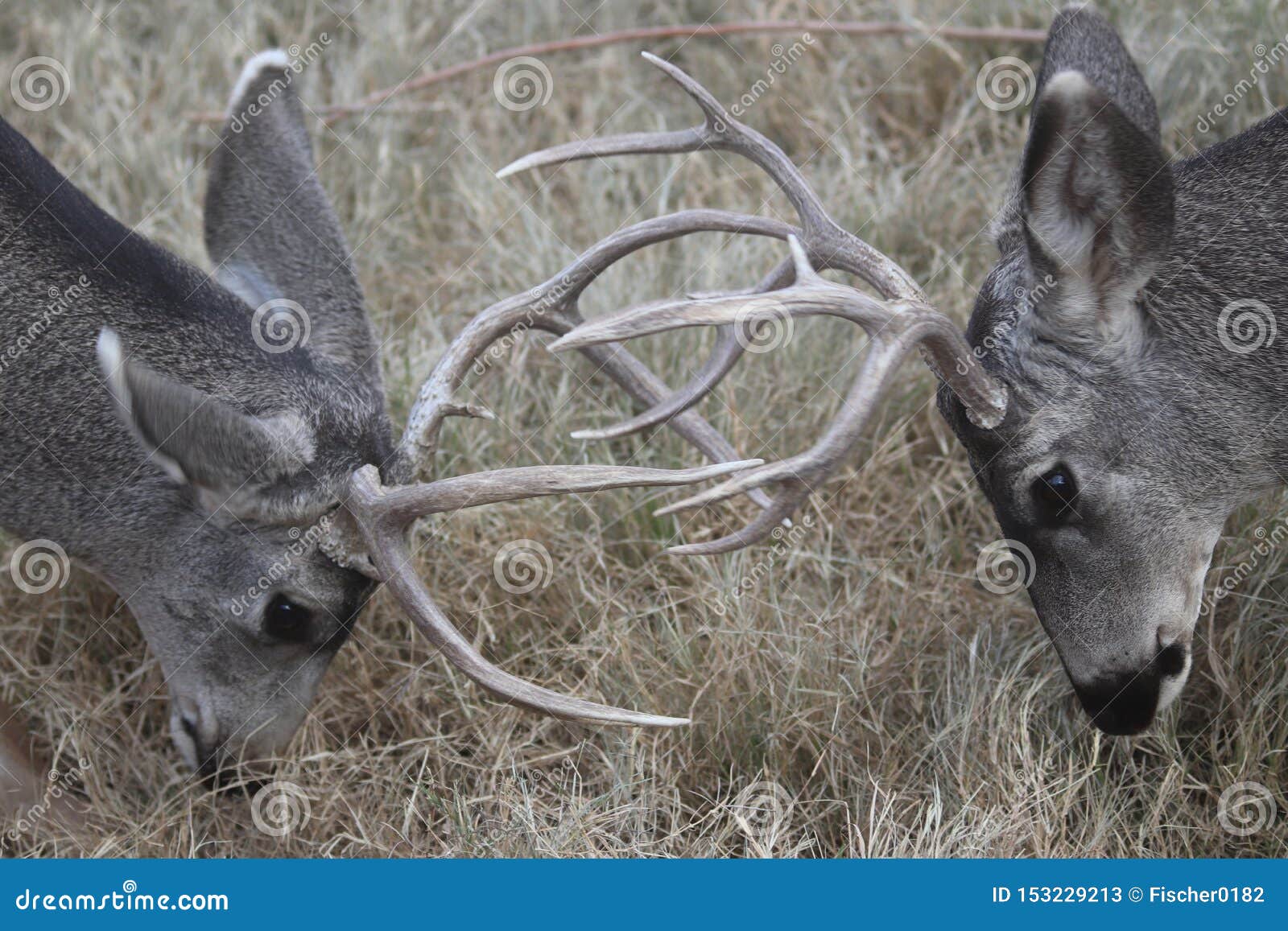 Mule Deer Odocoileus Hemionus 1 Imagen de archivo - Imagen de ...