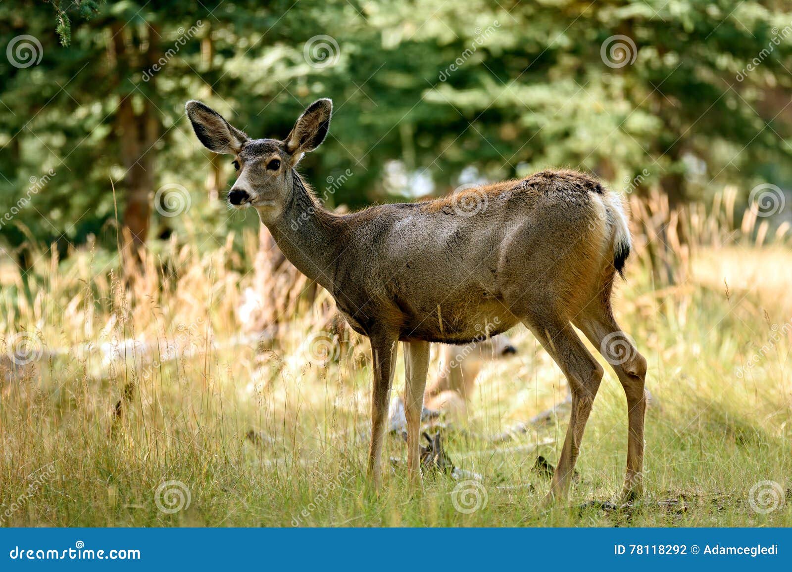 Mule Deer (Odocoileus Hemionus) Stock Photo - Image of original ...