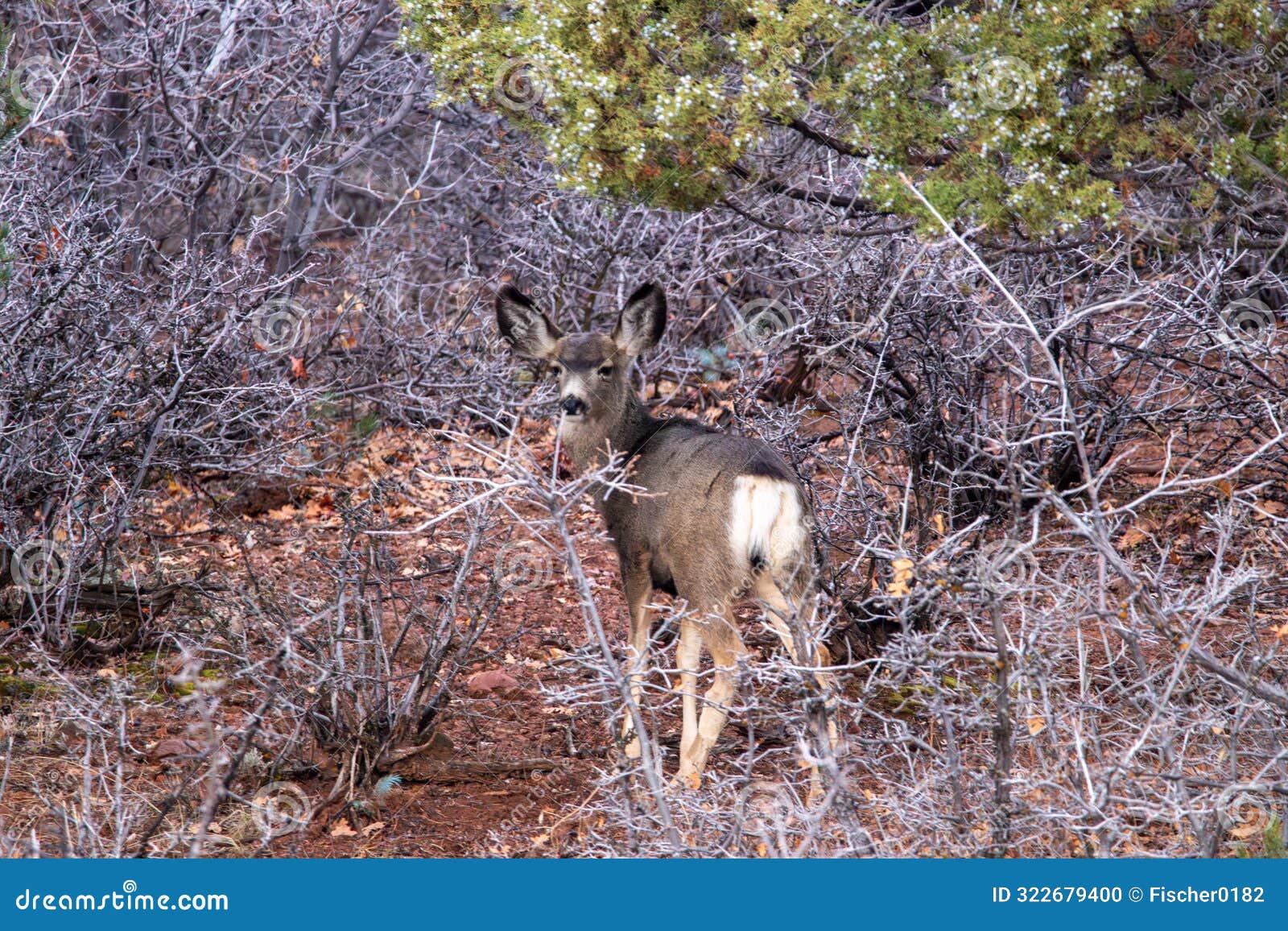 Mule Deer (Odocoileus Hemionus) in Zion NP, Utah Stock Photo - Image of ...
