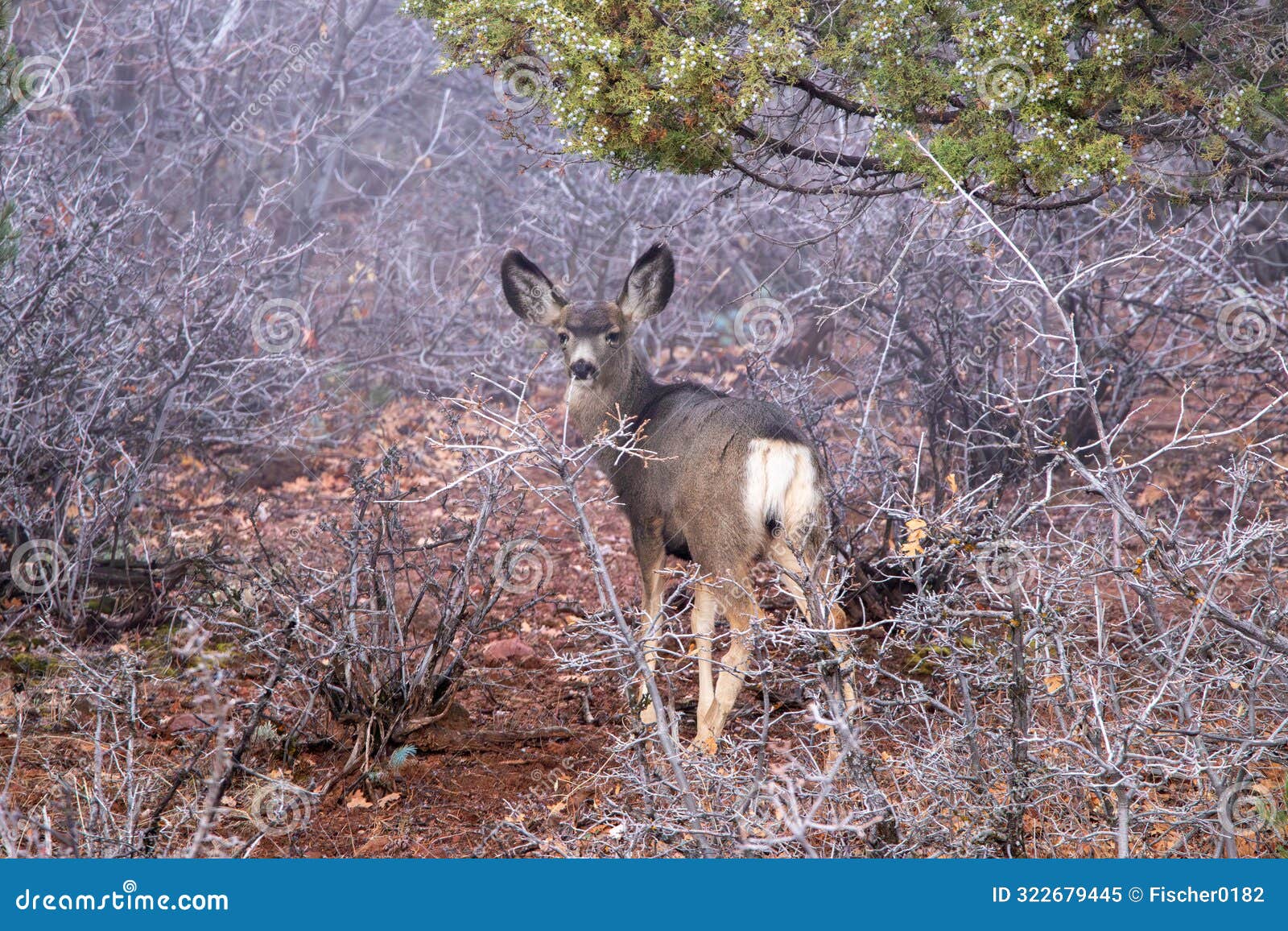 Mule Deer (Odocoileus Hemionus) in Zion NP, Utah Stock Image - Image of ...