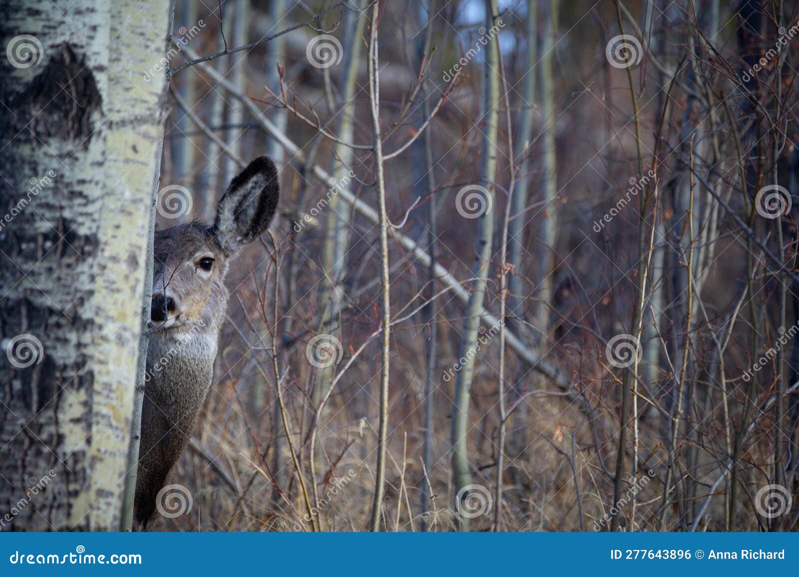 Mule Deer is Peaking from Behind the Tree in the Forest in Fall Stock ...