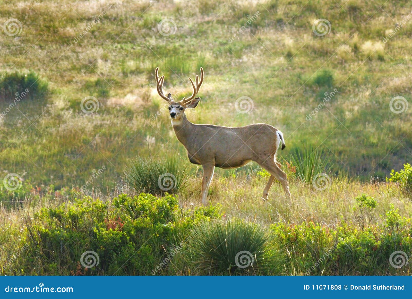Mule deer pose stock photo. Image of antlers, pose, hunt - 11071808