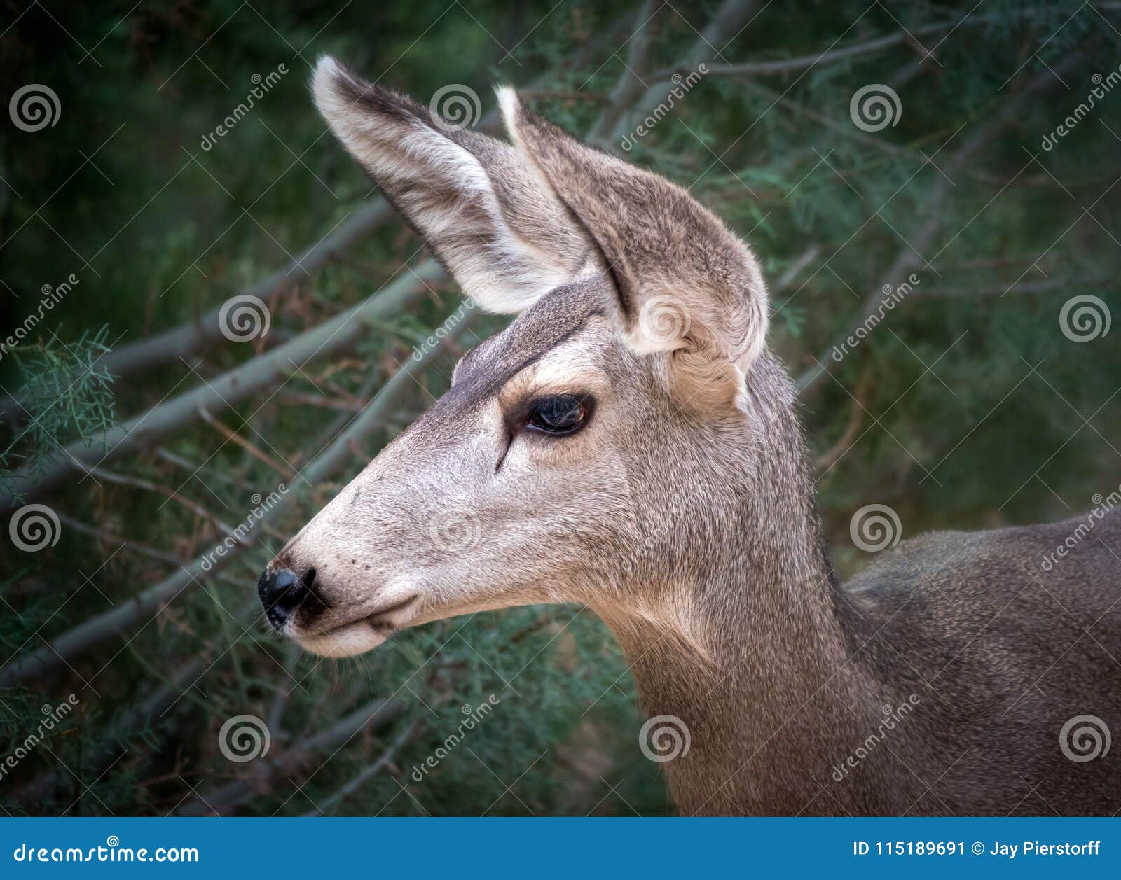 Mule Deer Profile of Head stock image. Image of nose - 115189691