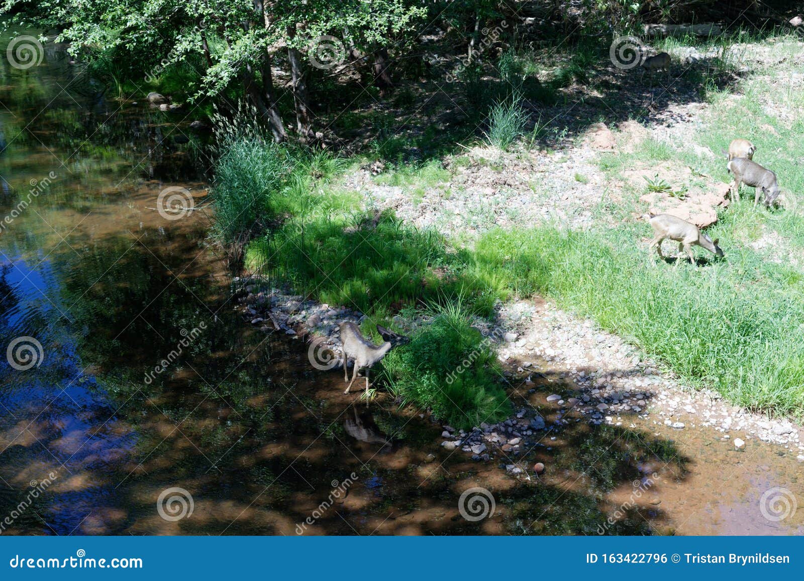 Mule Deer in Red Rock State Park Stock Photo - Image of mesa, park ...