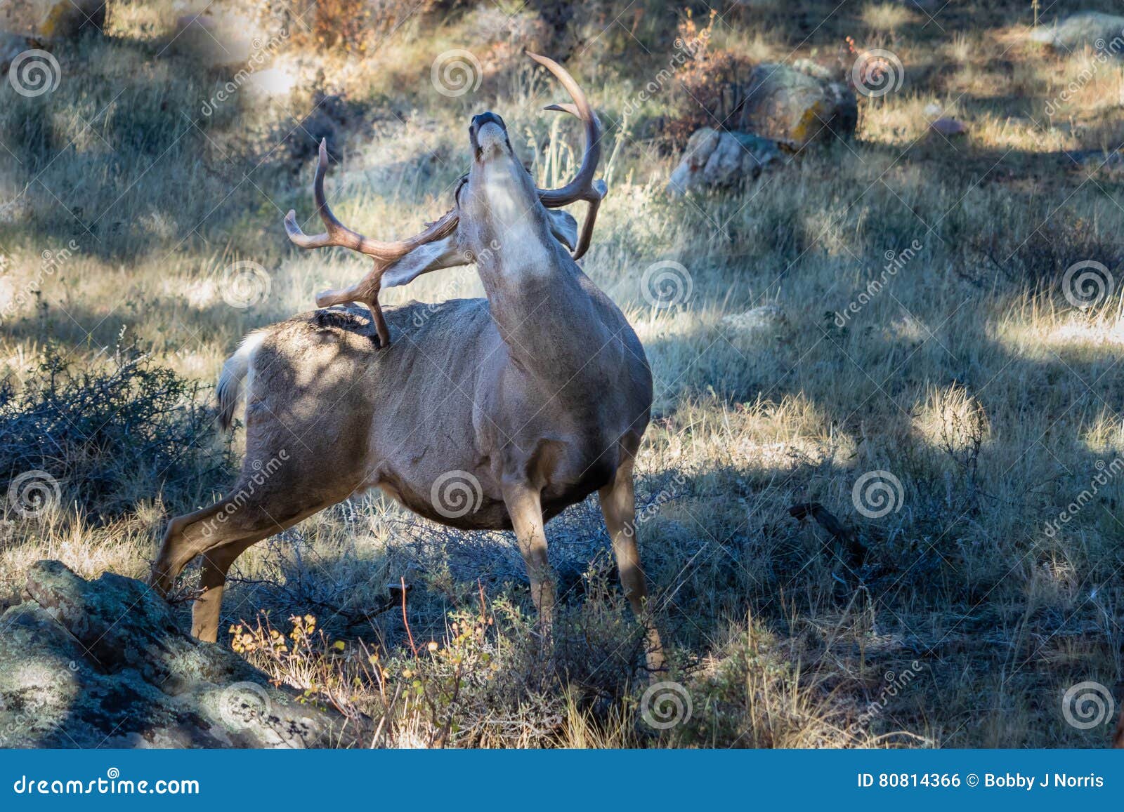 Mule Deer Scratching His Back Stock Photo - Image of mule, aspens: 80814366