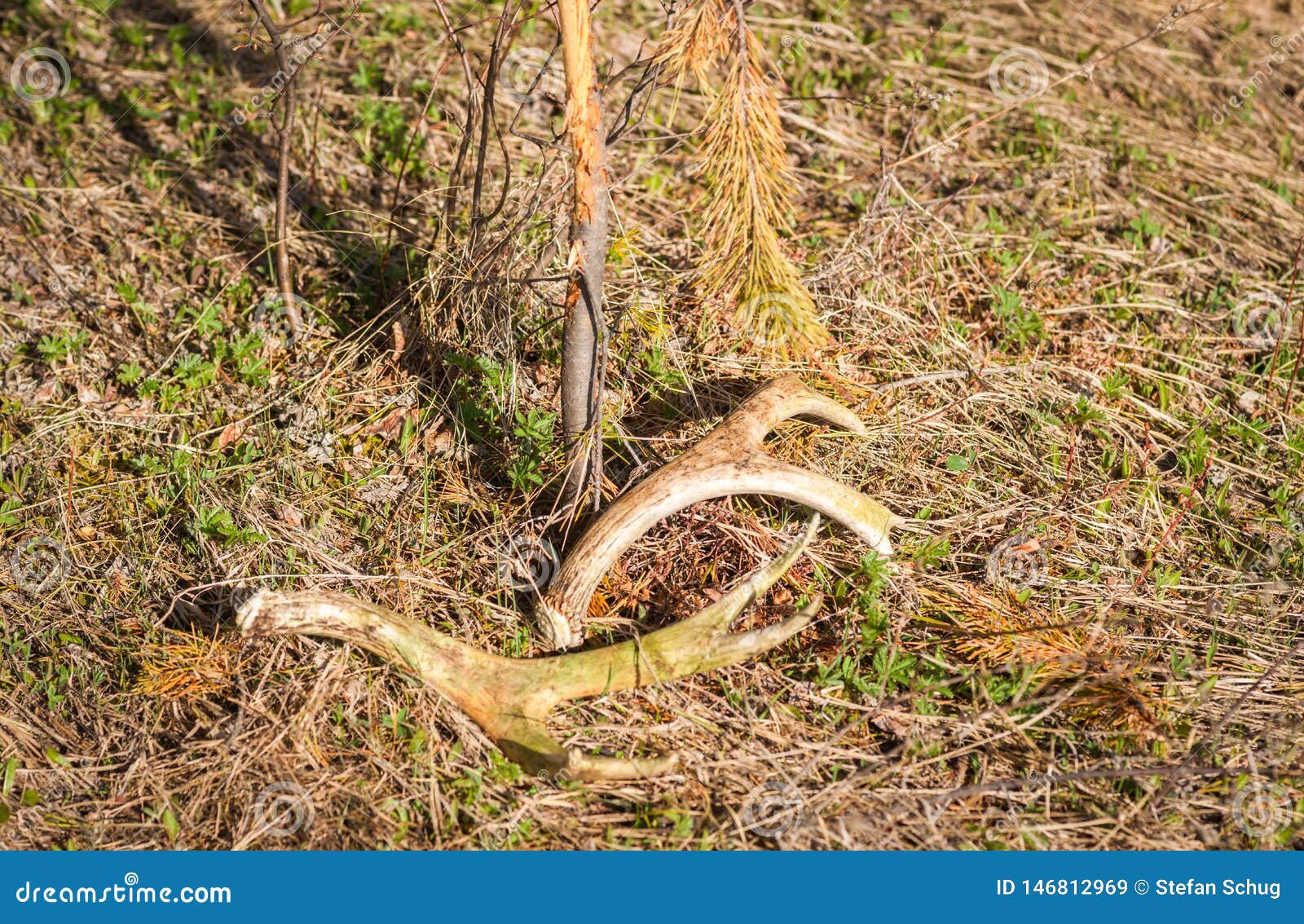 Mule Deer Sheds - Four Point Antlers Stock Image - Image of stain ...