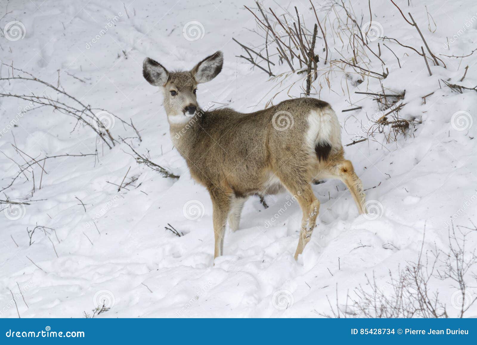 Mule deer stock photo. Image of yellowstone, wildlife - 85428734