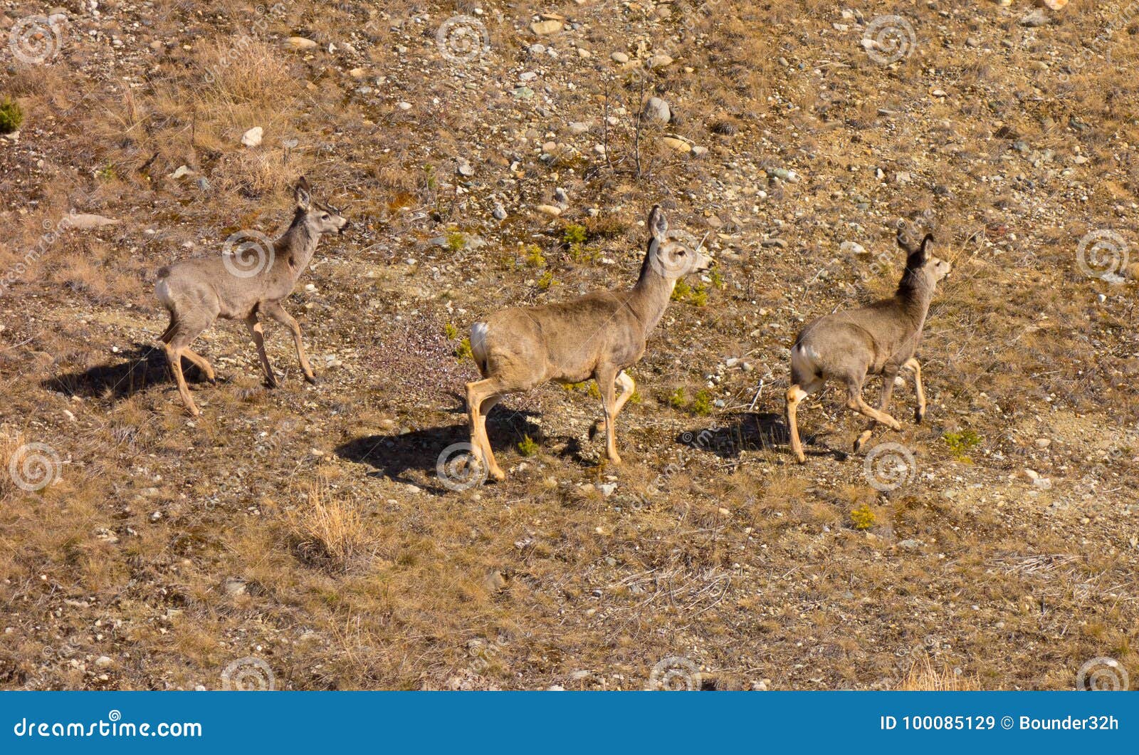 Mule Deer in the Springtime Stock Image - Image of lovely, wilderness ...