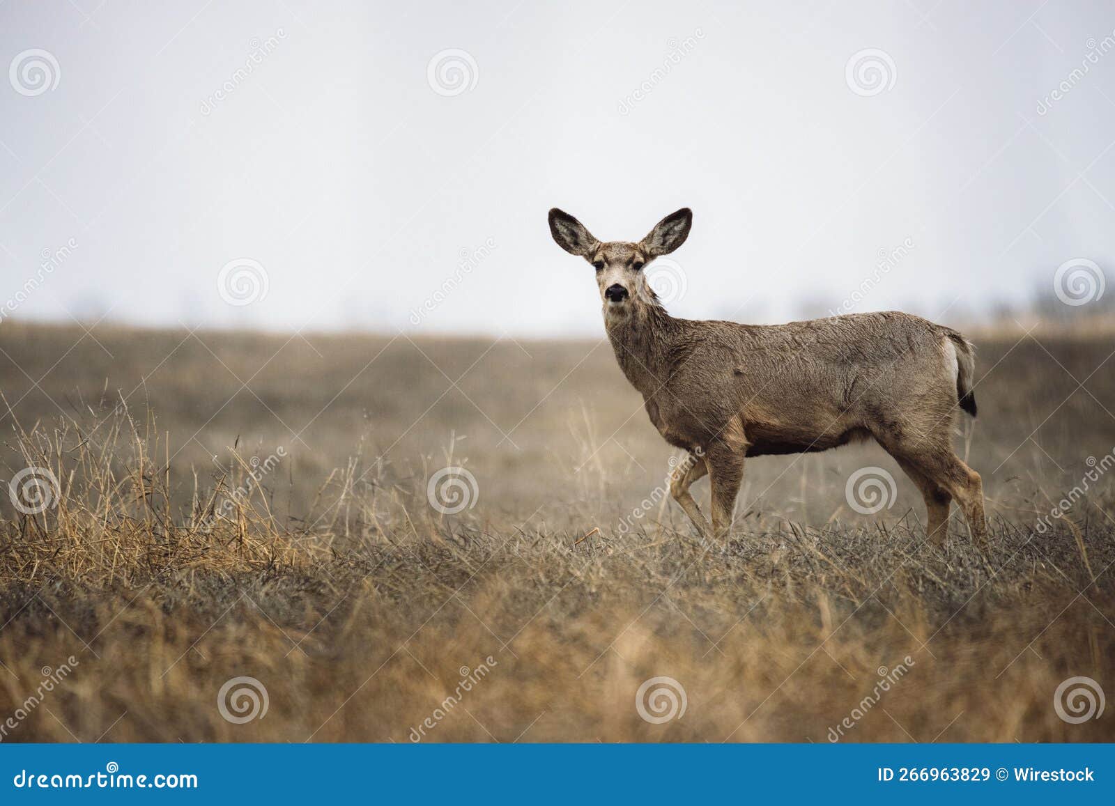 Mule Deer Standing in Greenery Field Stock Image - Image of mammal ...