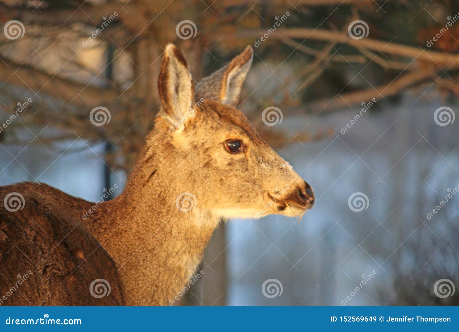 Mule Deer, Utah stock image. Image of utah, forest, animals - 152569649