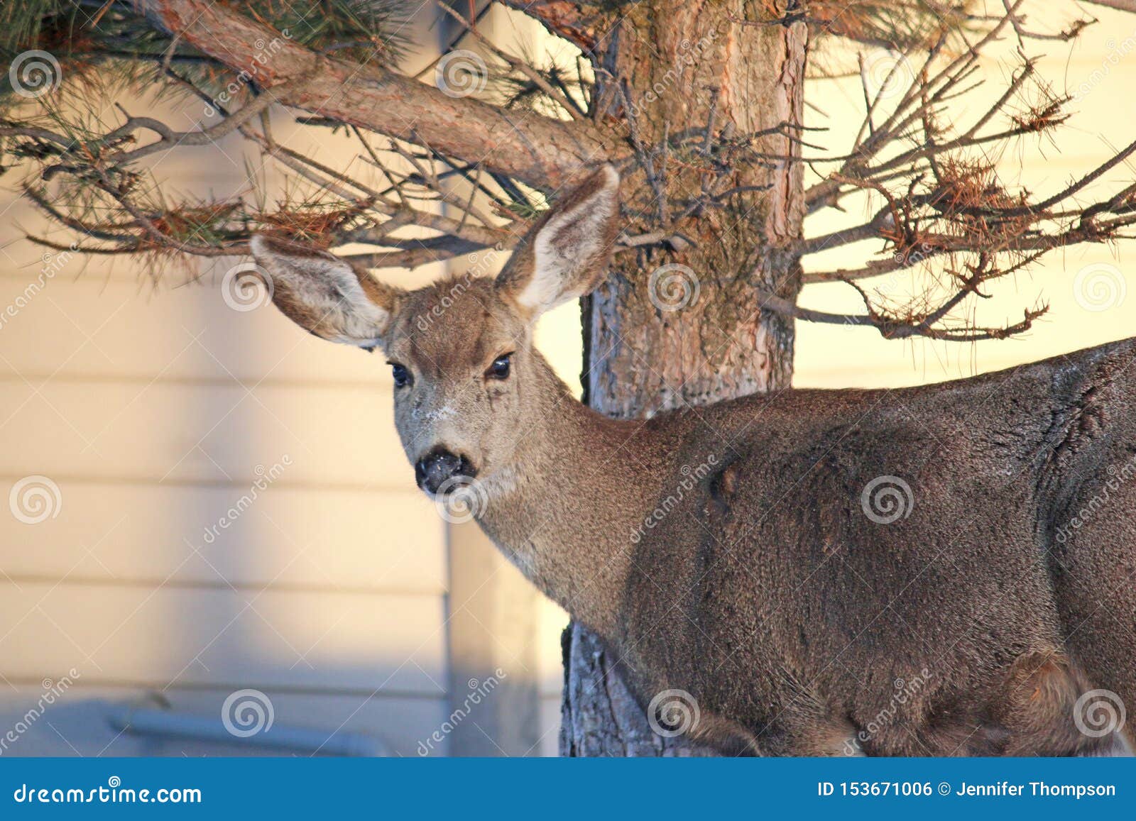 Mule Deer in Utah in Winter Stock Photo - Image of animals, mule: 153671006
