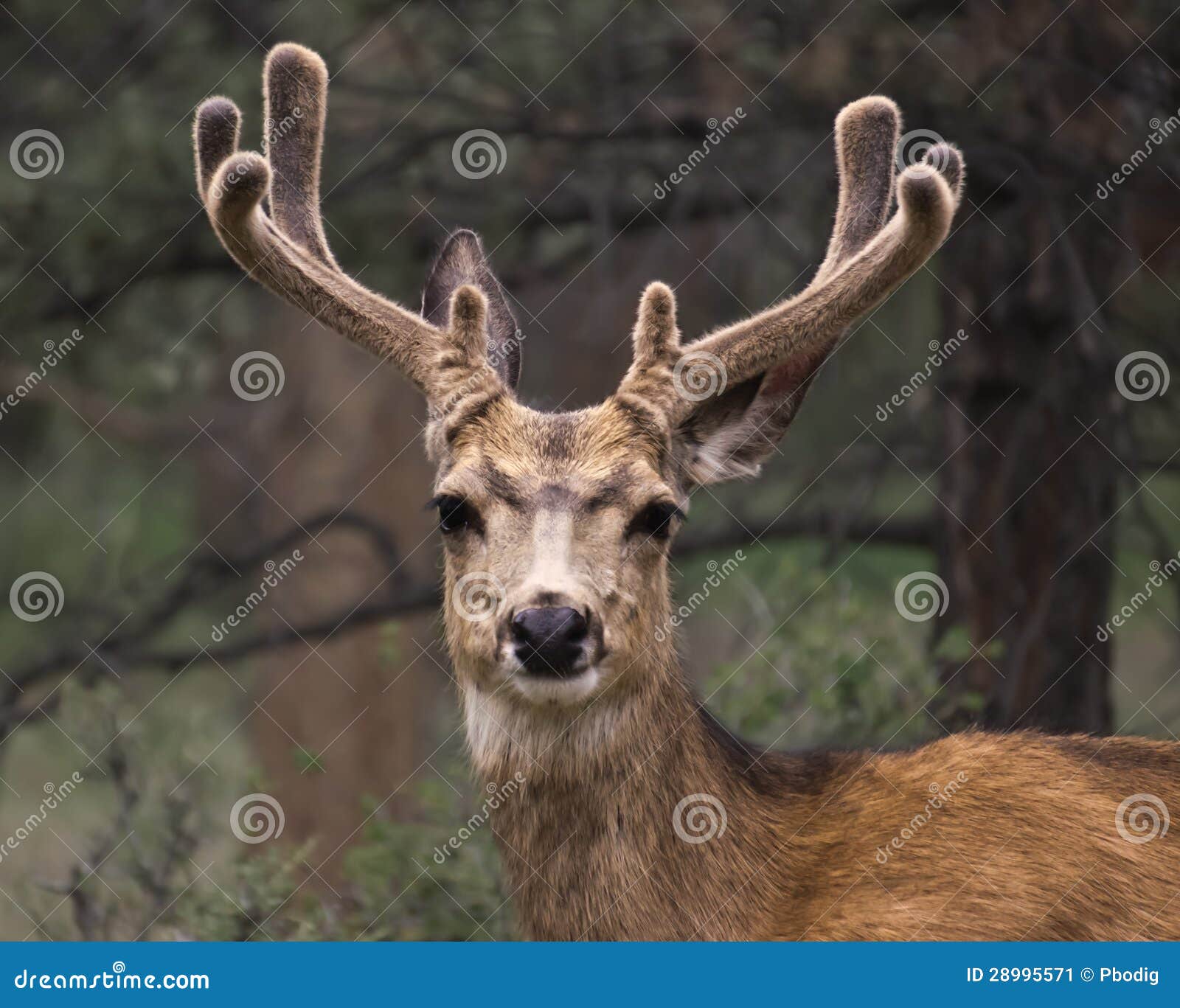Mule Deer with Velvet Antlers. Stock Image - Image of buck, rack: 28995571