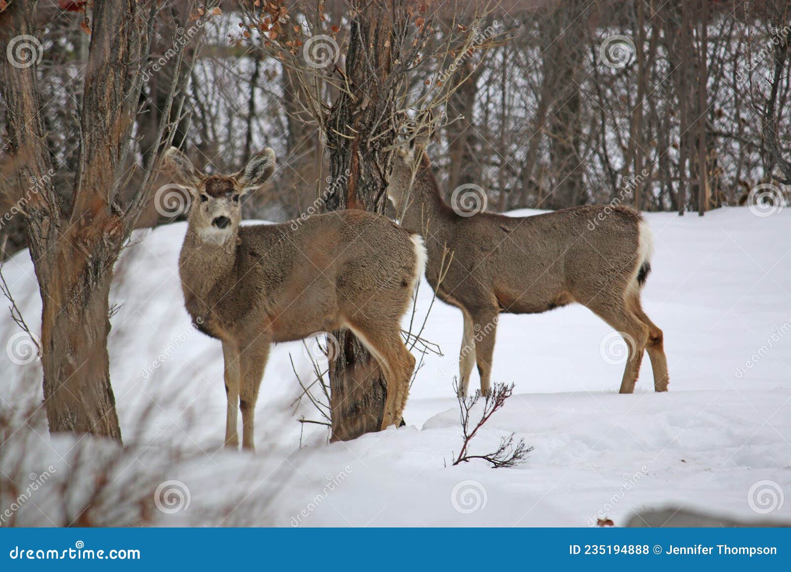 Mule deer in winter stock photo. Image of portrait, mule - 235194888