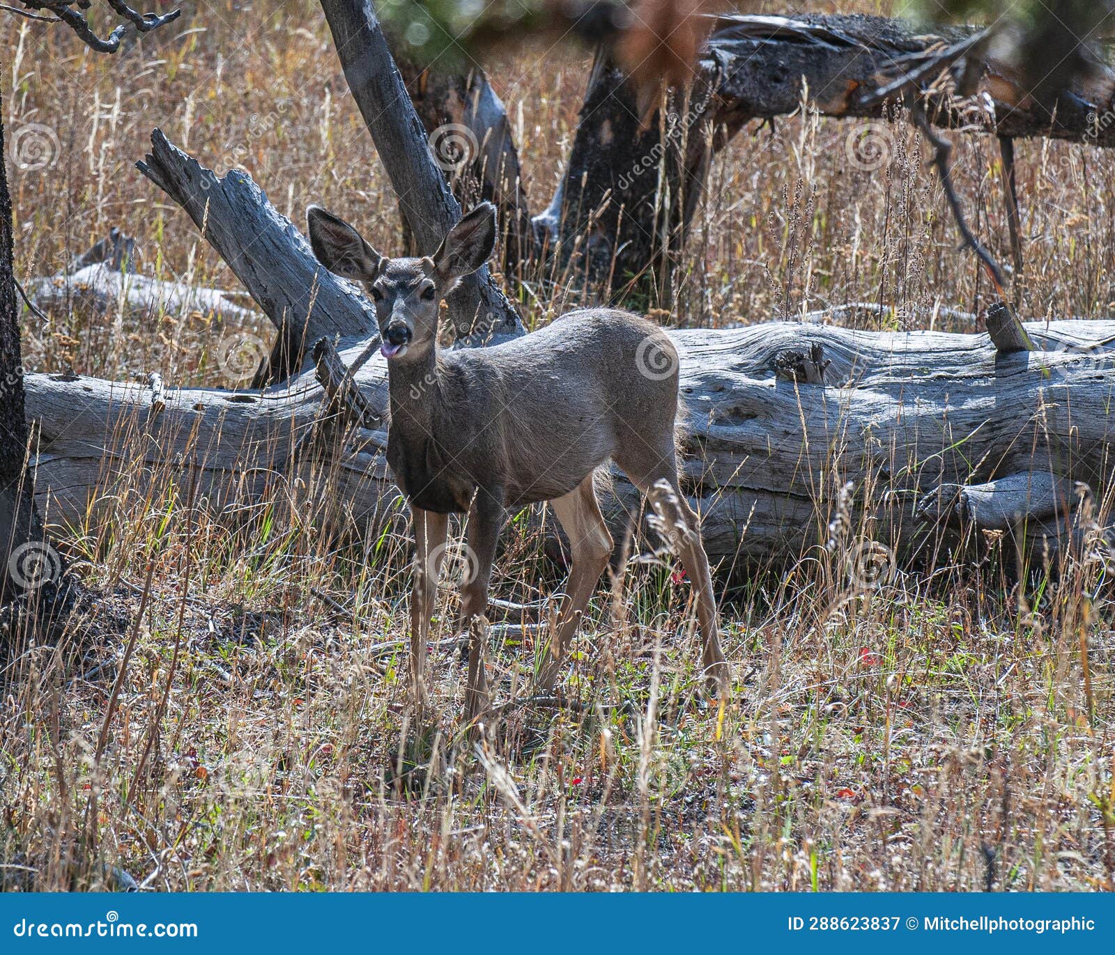 Mule Deer Yearling stock image. Image of mammal, grass - 288623837